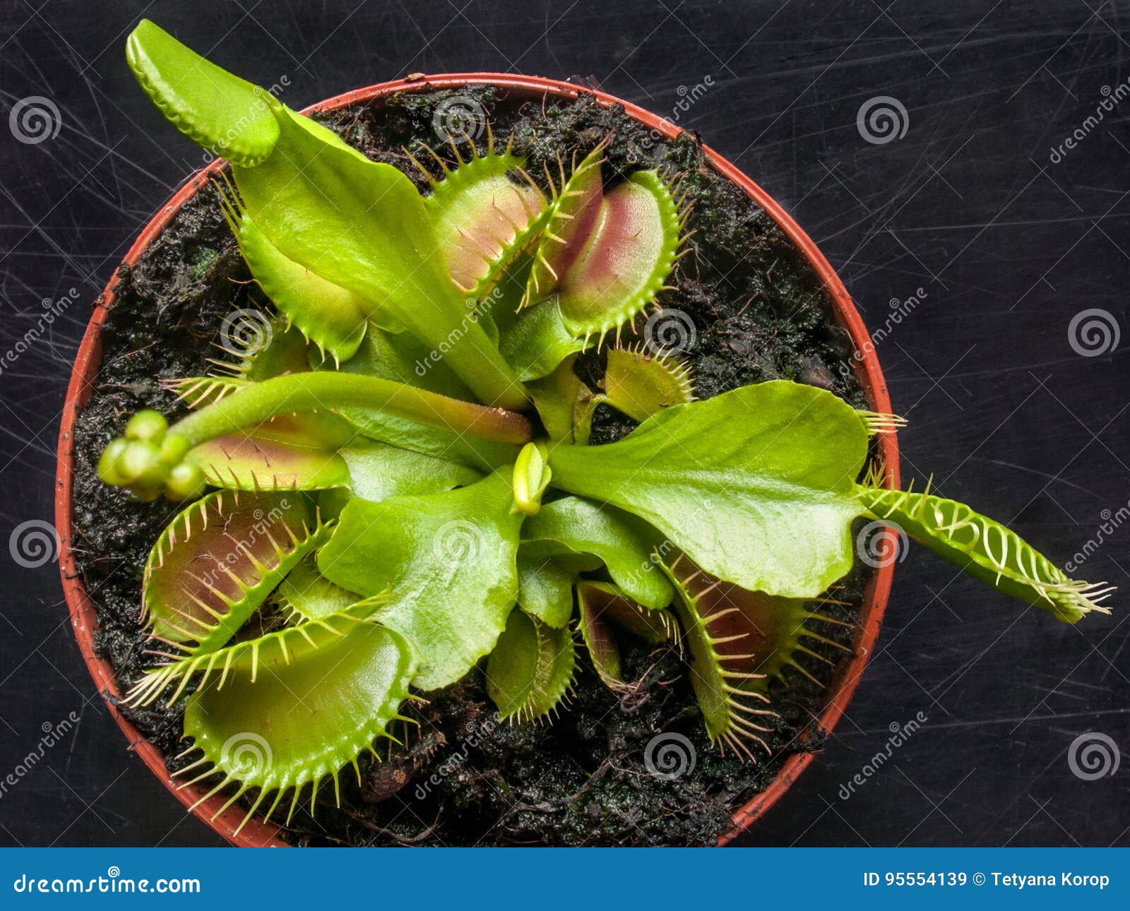 Exotic Insect-eating Predator Flower Venus Flytrap Isolated on B Stock ...