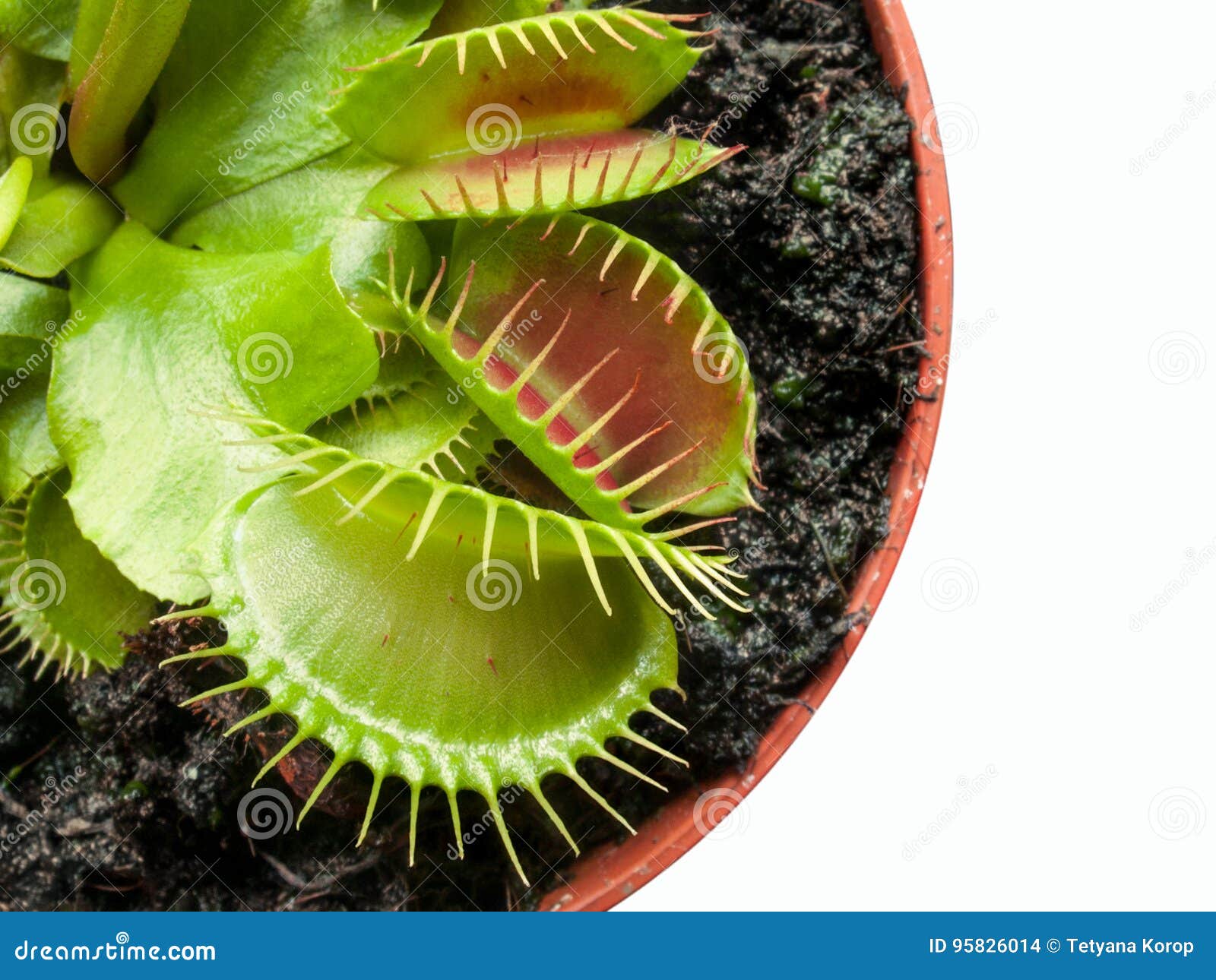 Insect Bug Eating Another Little Insect Bug On The Plant Royalty-Free ...