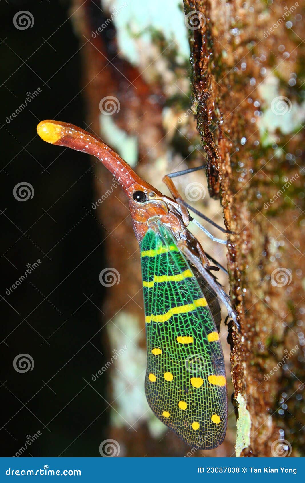 Exotic Insect - Lantern Bug Stock Photo - Image of beauty, wings: 23087838