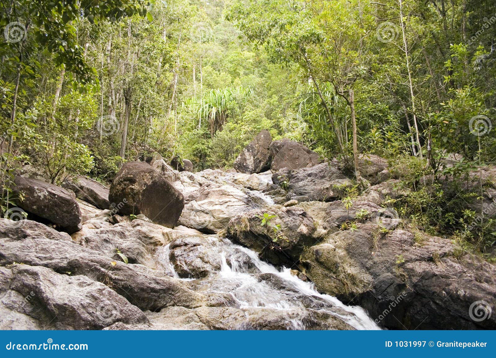 Exotic Jungle - Thailand stock image. Image of thailand - 1031997