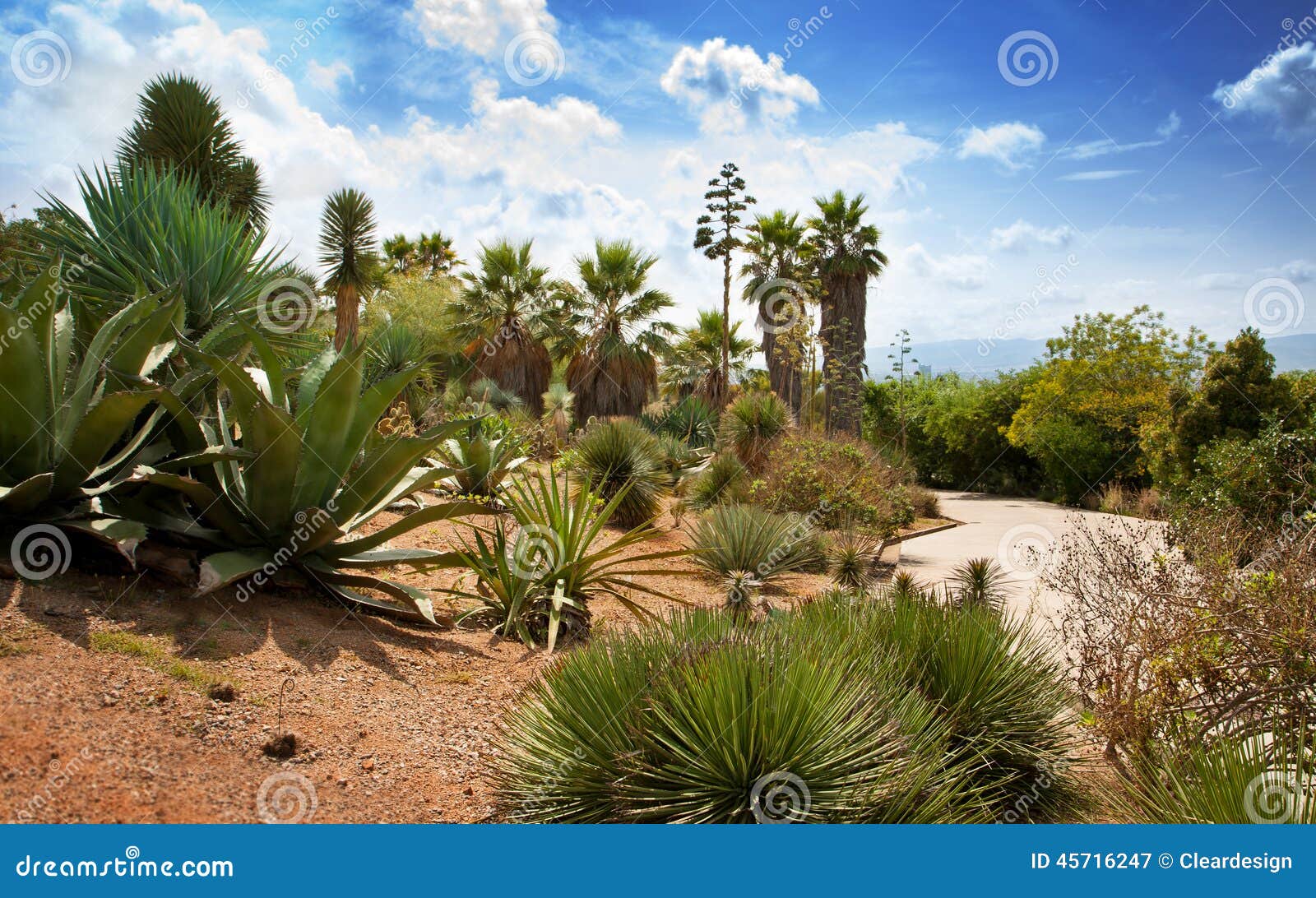 Exotic Landscape with Palm Trees, Agave and Blue Sky Stock Image ...