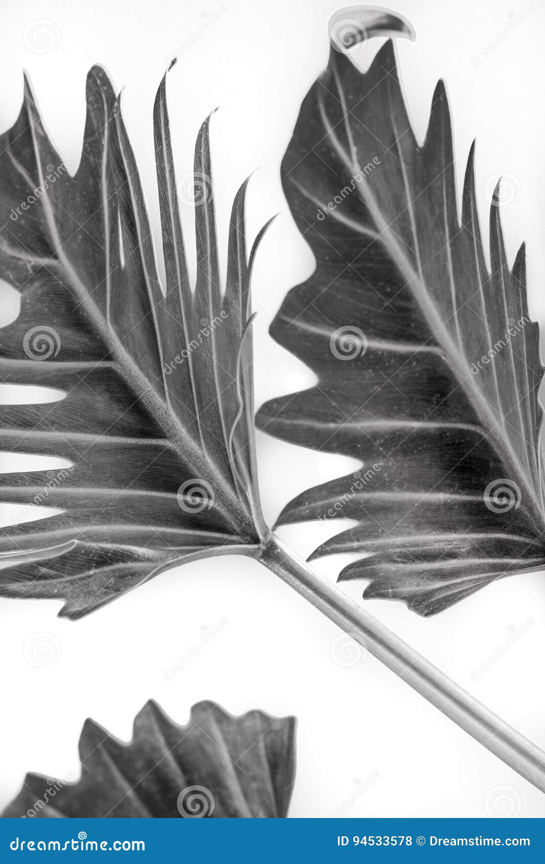 Exotic Leaf stock photo. Image of macro, abstract, folhagem - 94533578