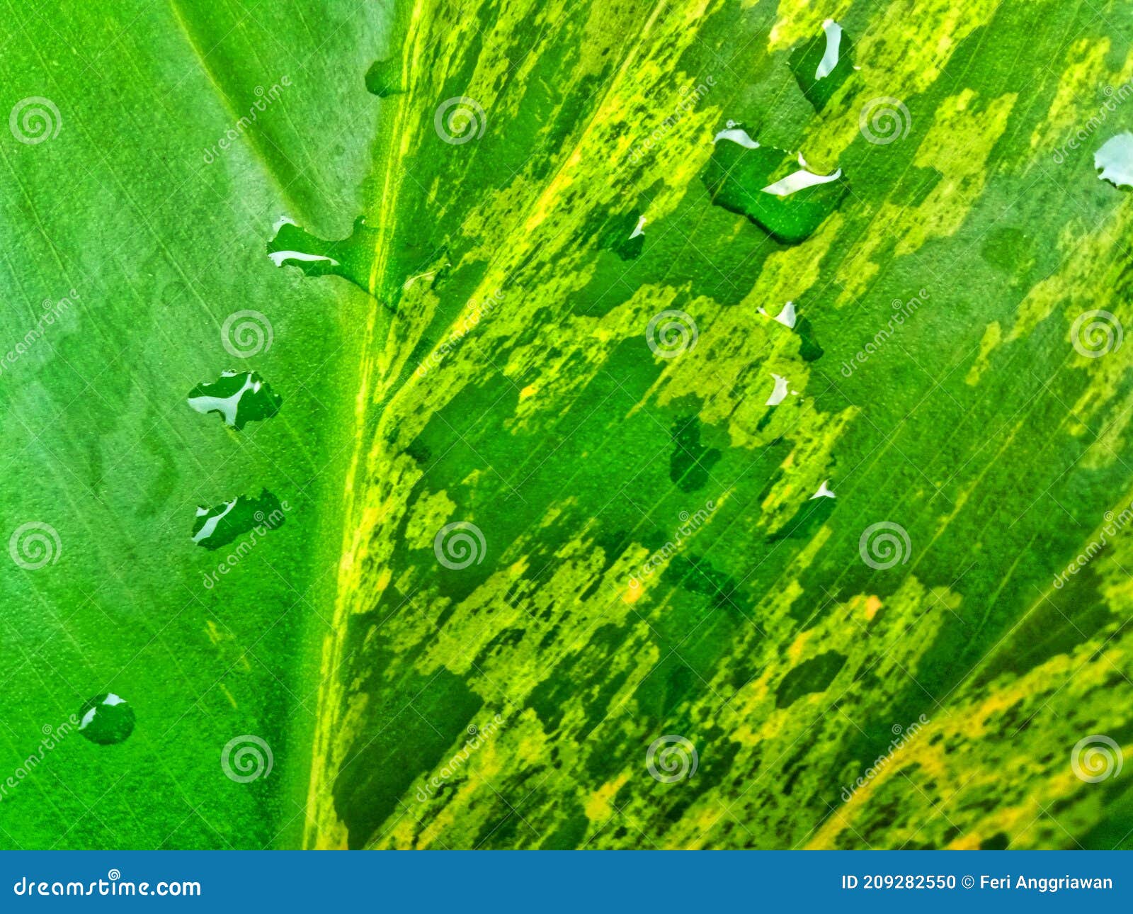 Exotic Leaf Pattern on the Front of the House Stock Photo - Image of ...