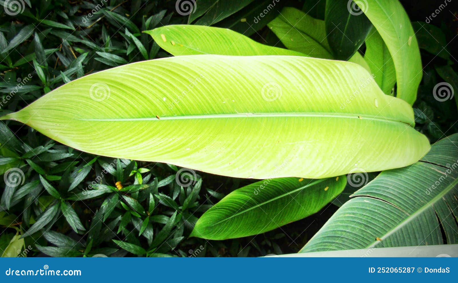Exotic Leaf Shape, with Beautiful Patterns and Color. Stock Image ...