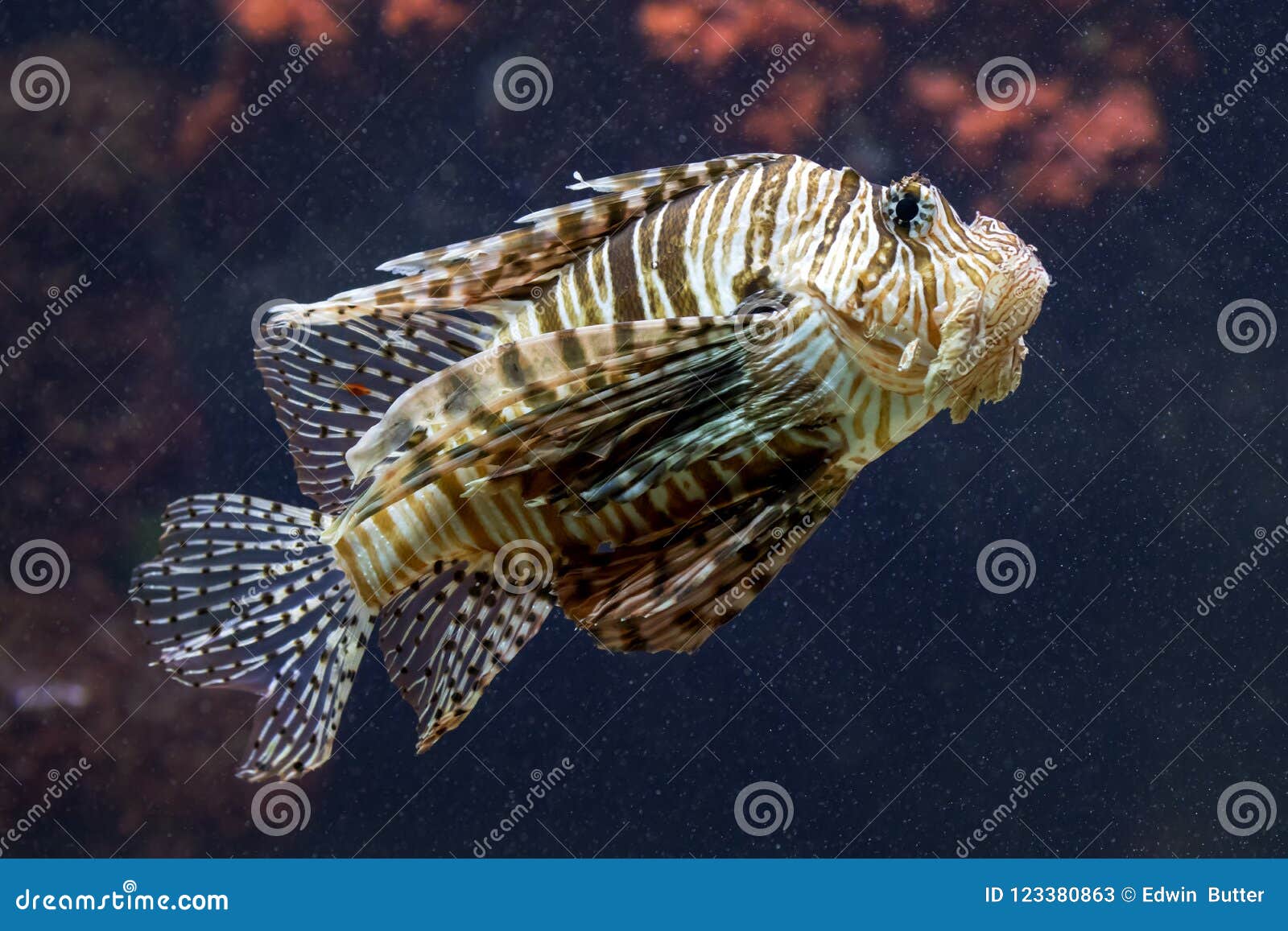 Exotic lionfish close-up stock image. Image of color - 123380863