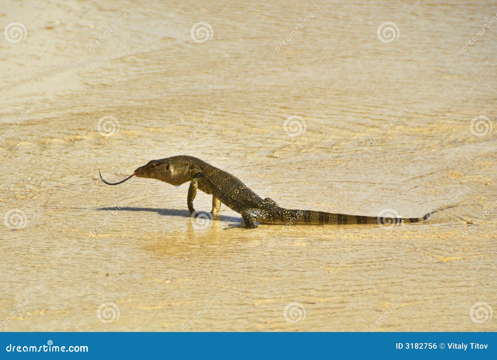 Exotic Lizard stock photo. Image of eyes, beach, sand - 3182756