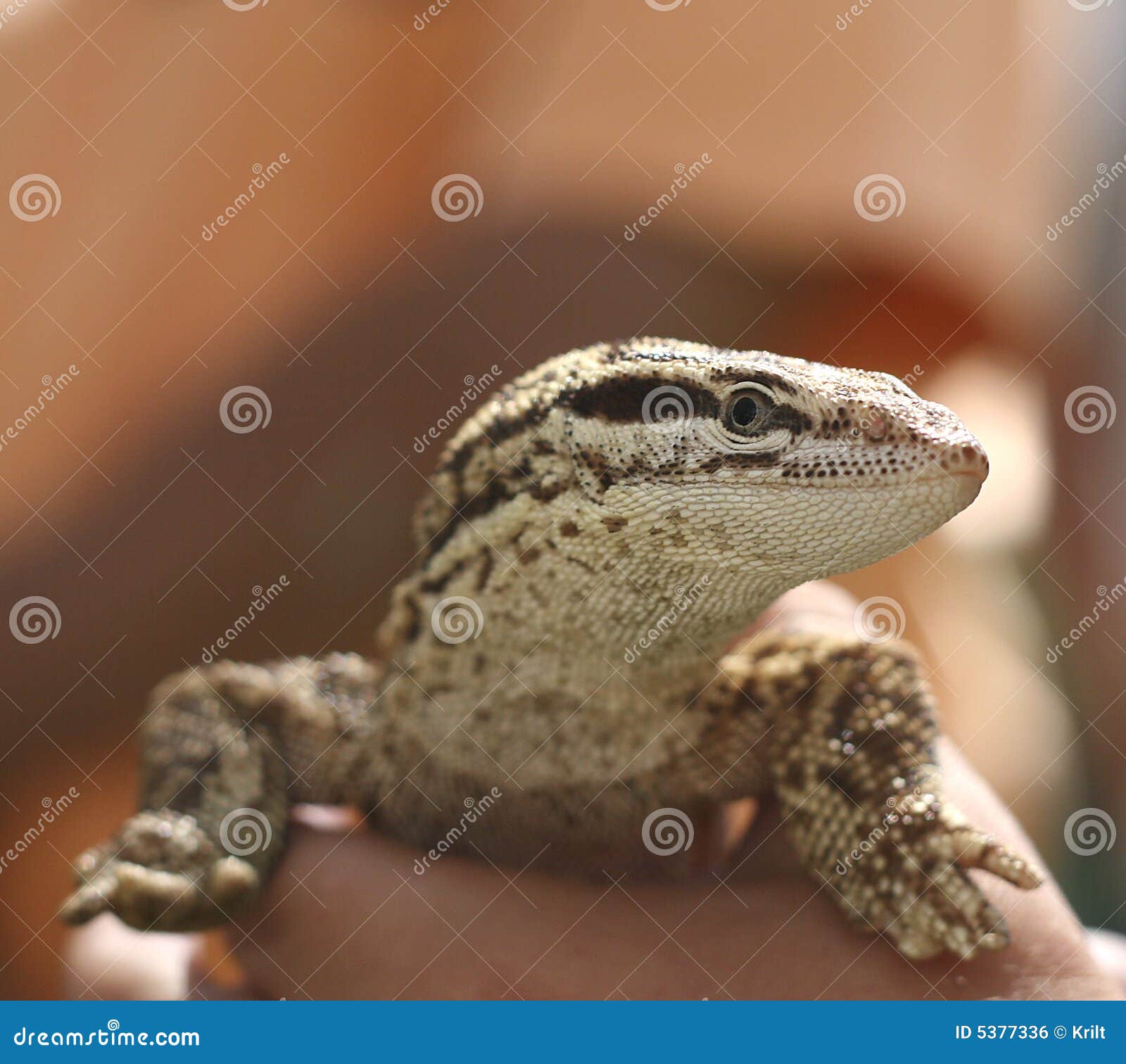 Exotic Lizard Picture. Image: 5377336