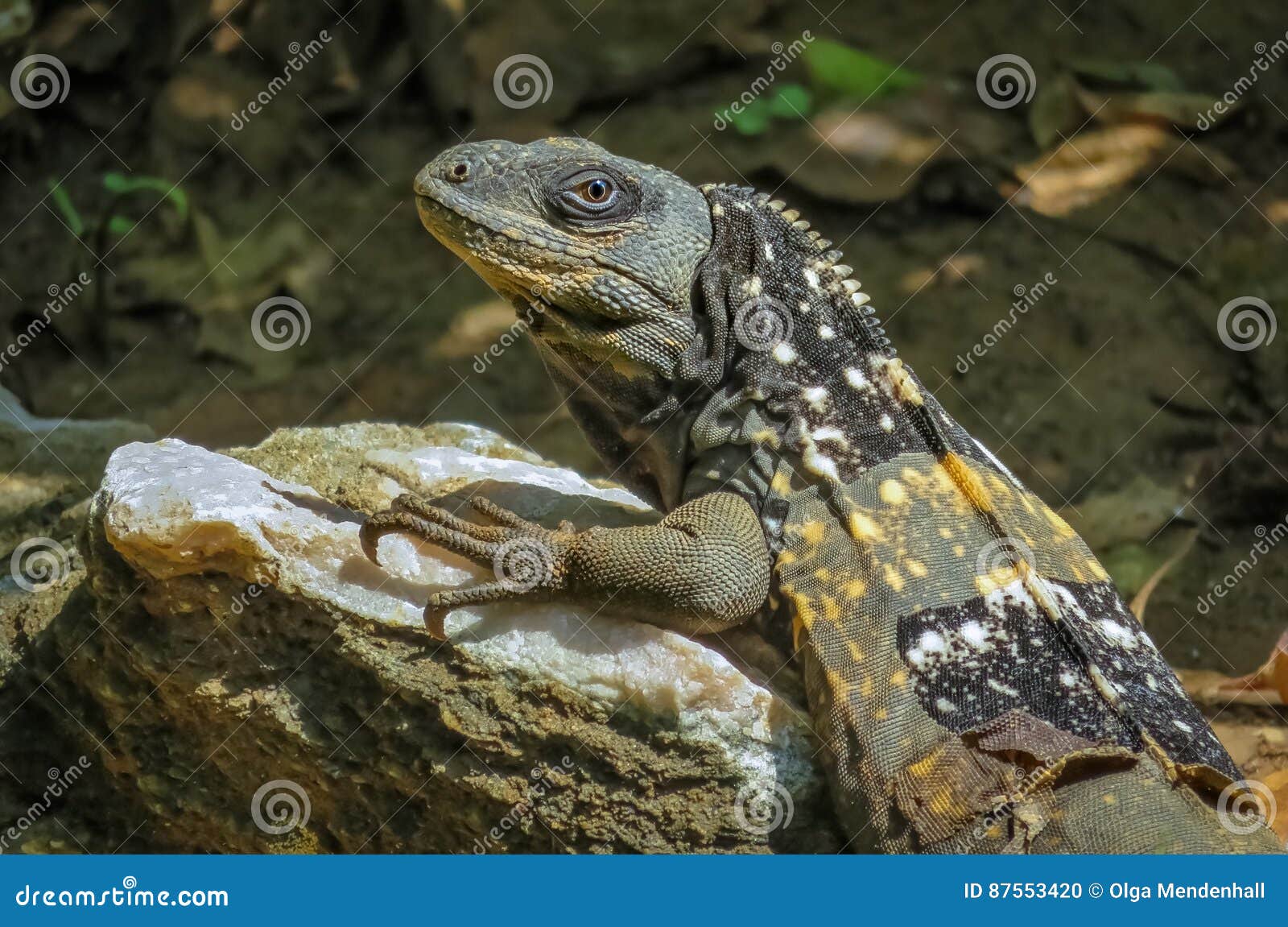 Exotic Lizard Dragon Relaxing Sun Rock Stock Photos - Free & Royalty ...