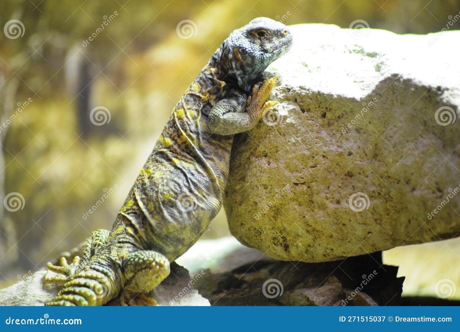 Exotic lizards stock image. Image of lepidus, yellow - 271515037