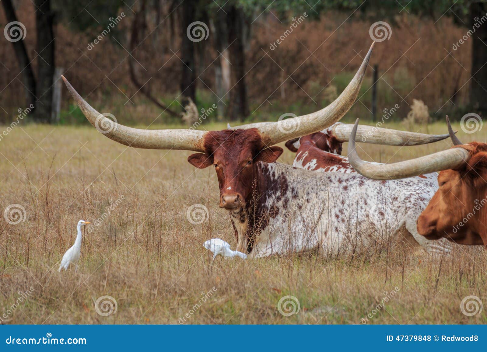 Exotic Long Horned Cattle stock photo. Image of eyes - 47379848