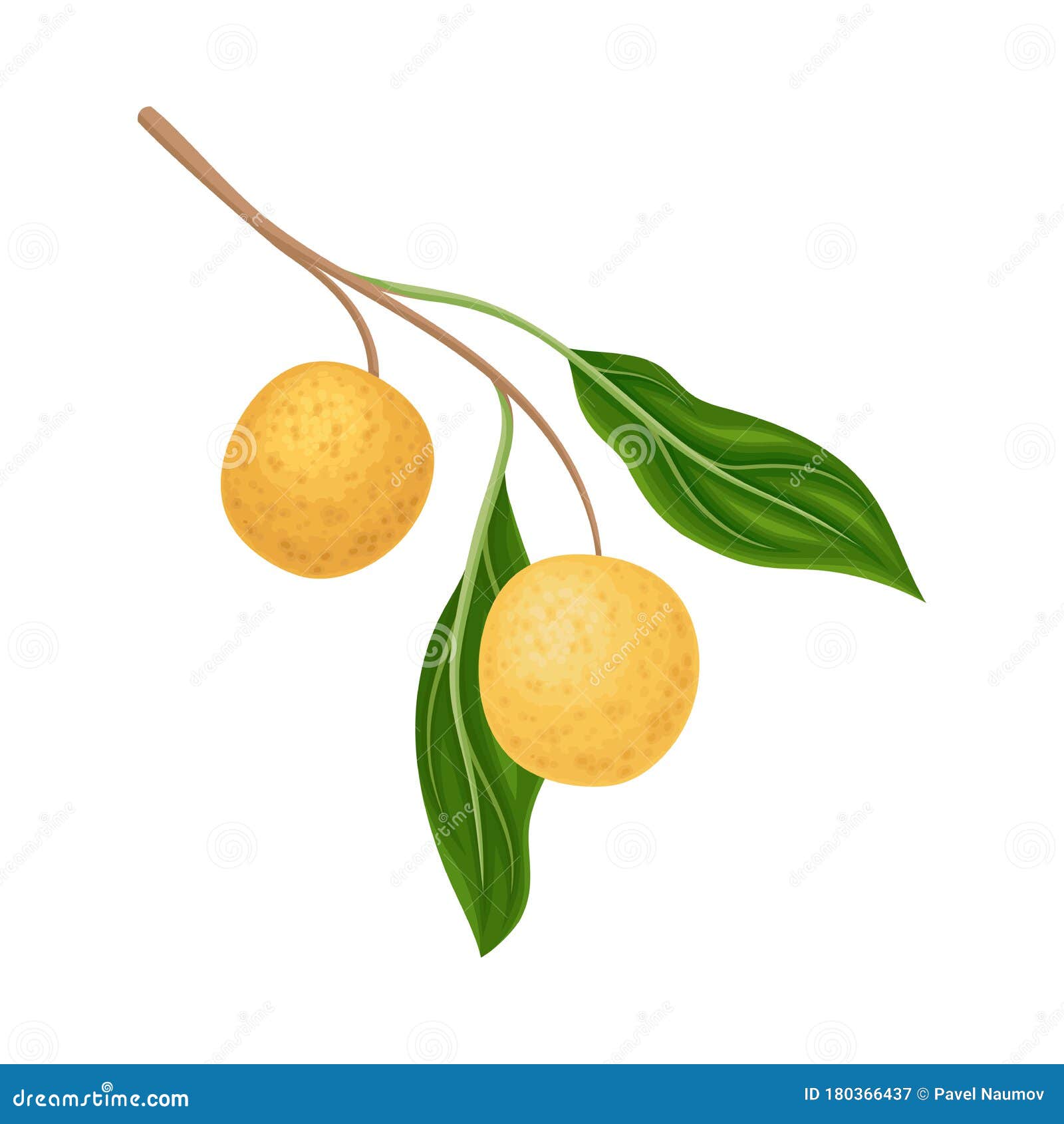 Exotic Longan Fruit of Circular Shape Hanging on Tree Branch Vector ...