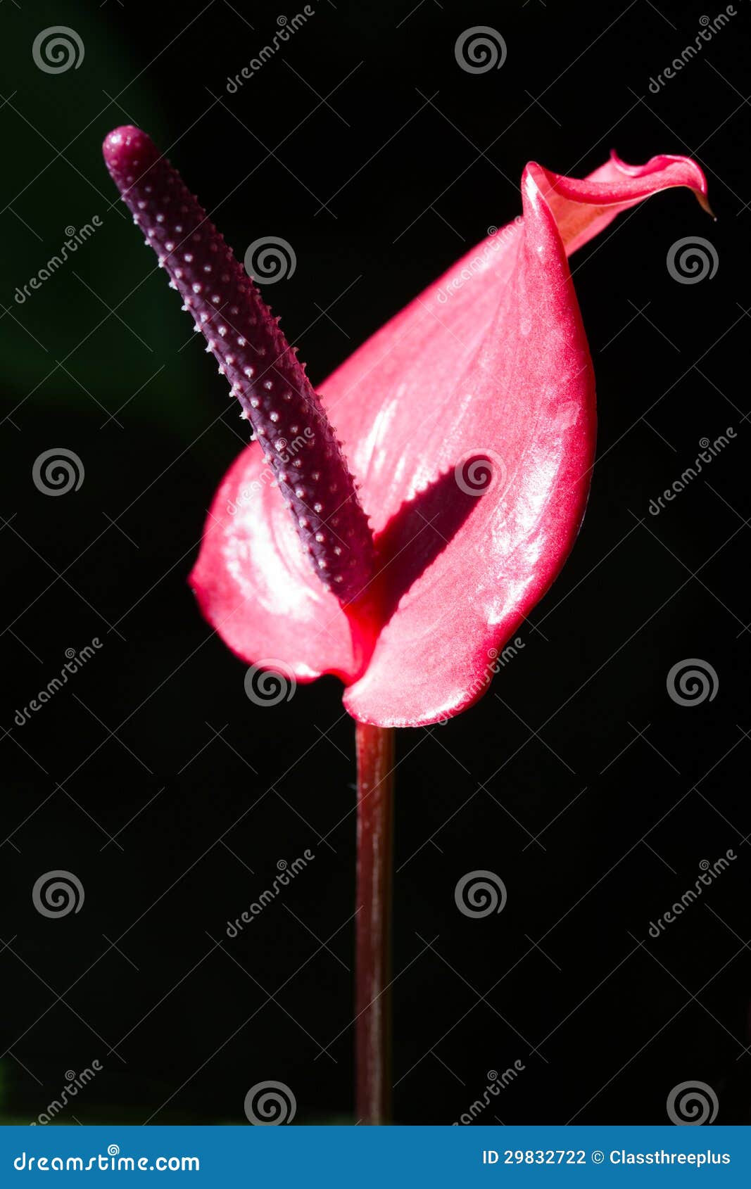Weird Flower Stamen stock photo. Image of meiosis, plant - 29832722
