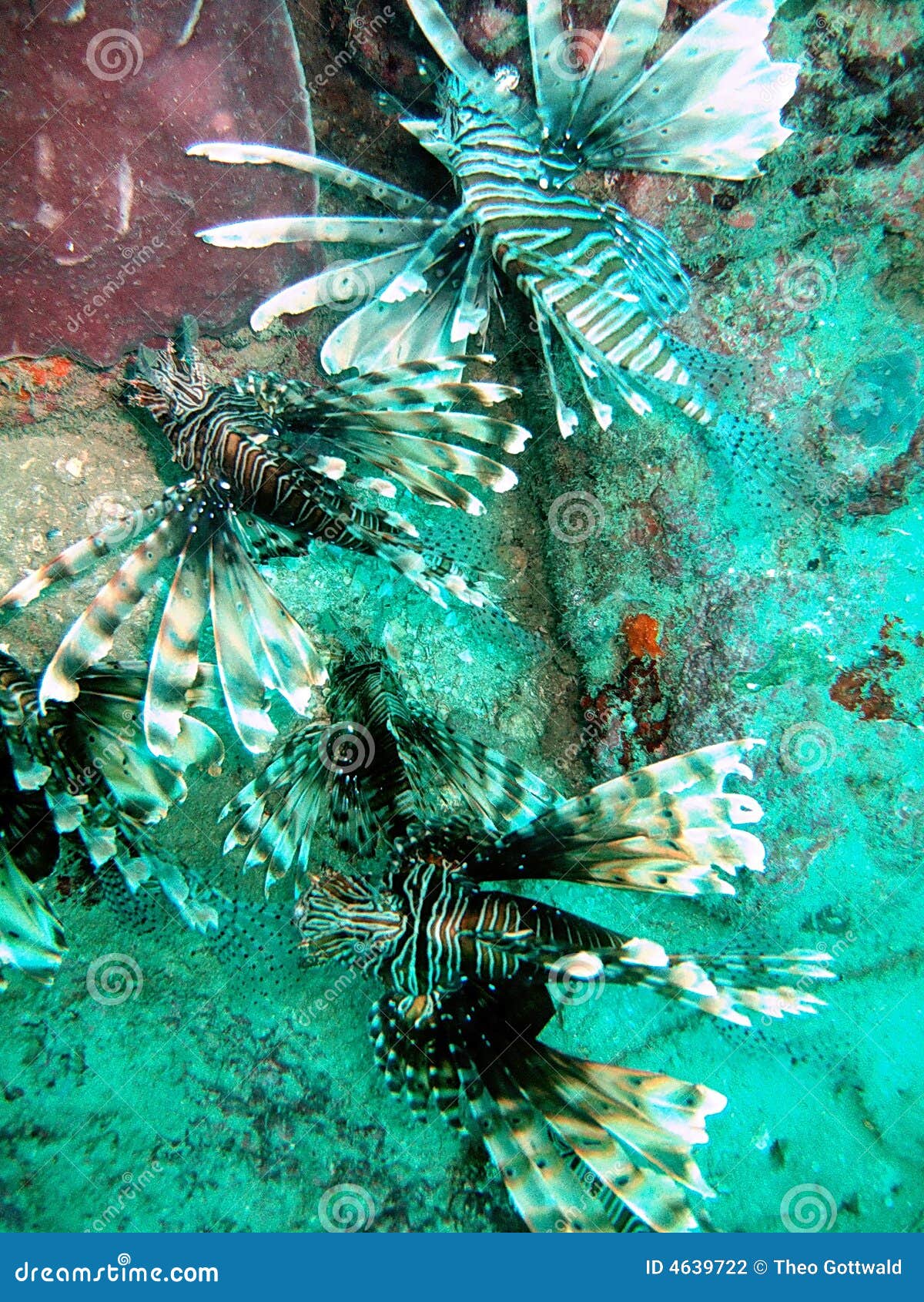 Exotic Marine Life and Reef Stock Photo - Image of exotic, natural: 4639722