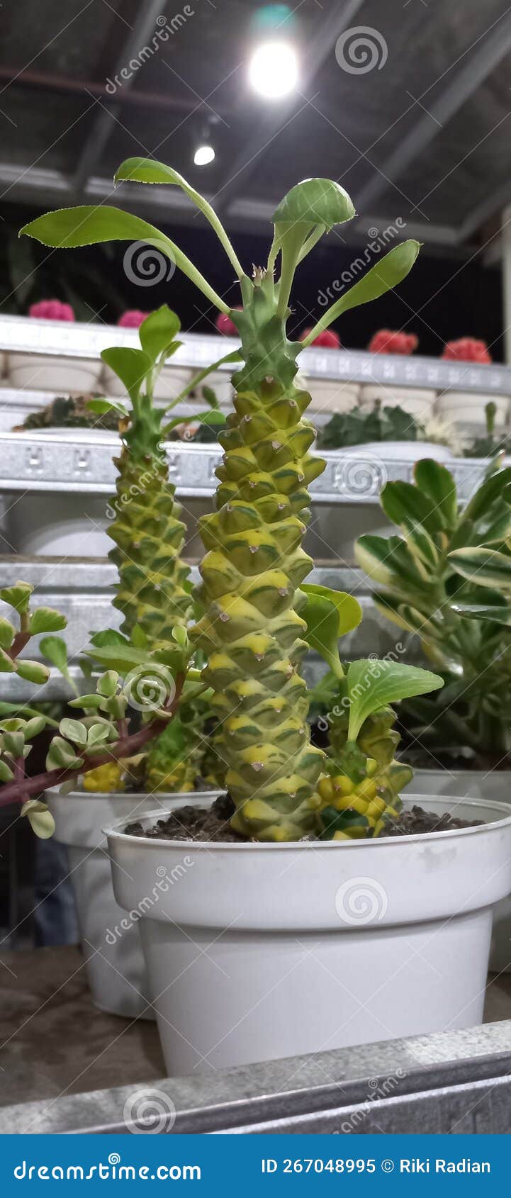 Exotic mini cactus stock image. Image of mini, cactus - 267048995