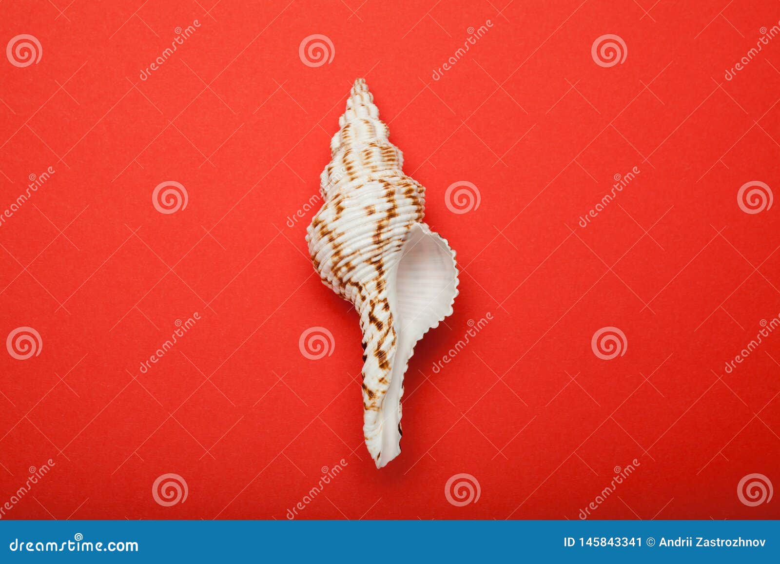Mollusc Shell. Clam Shell. Seashell Spider. Isolated On A White ...
