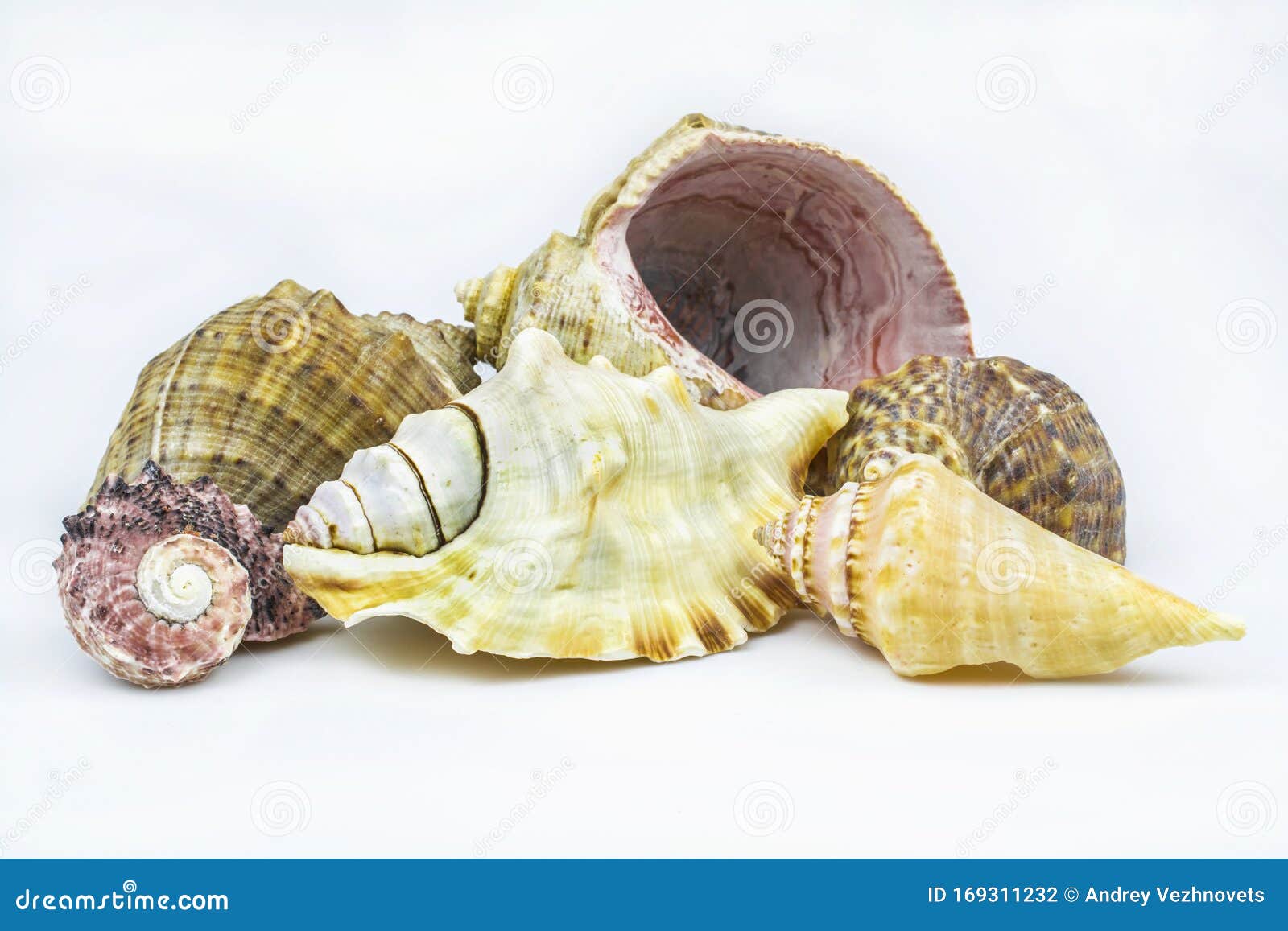 Exotic Mollusk Shells Isolated on a White Background Stock Photo - Image of white, color: 169311232