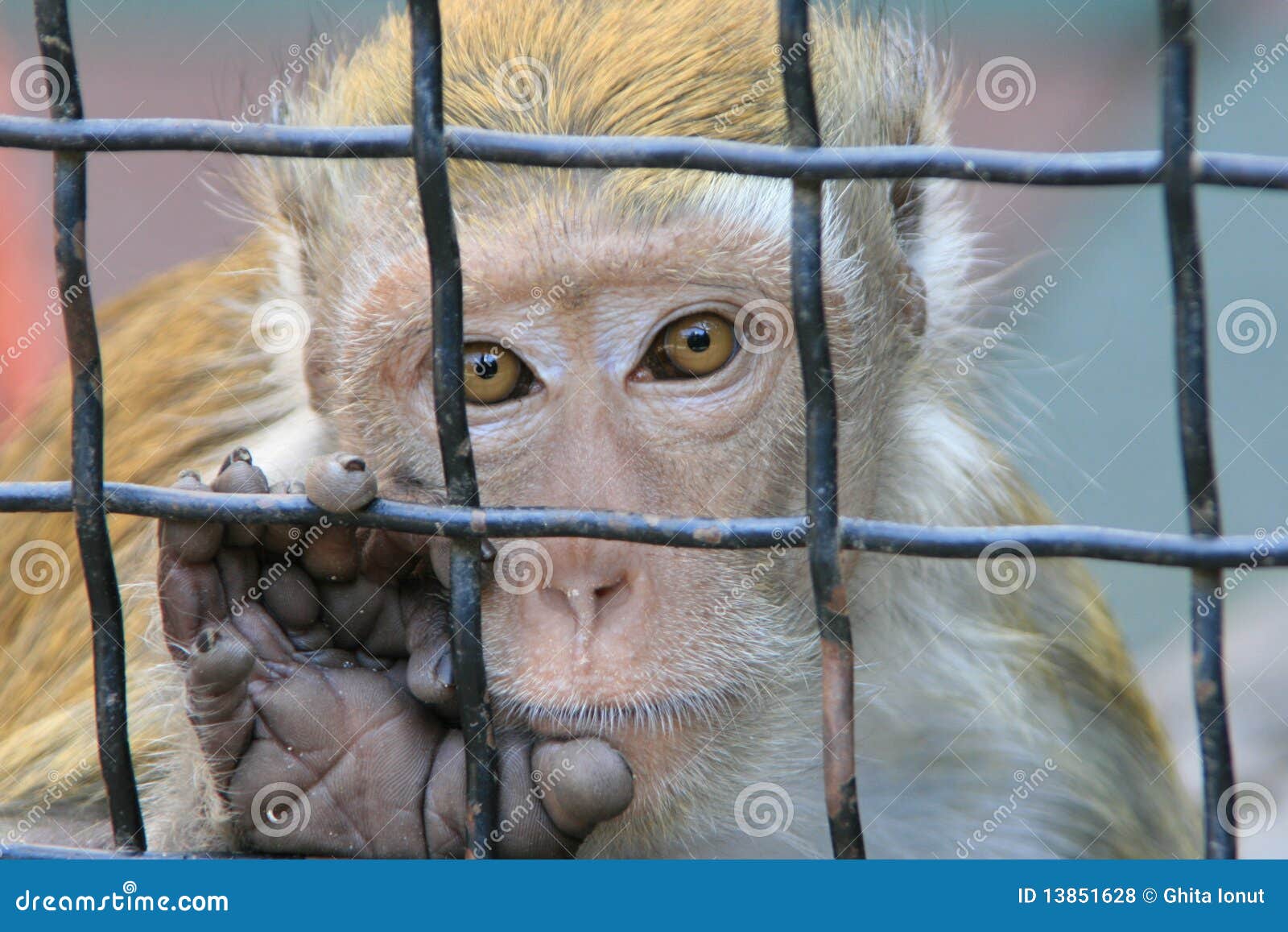 Exotic monkey stock photo. Image of wildlife, captured - 13851628
