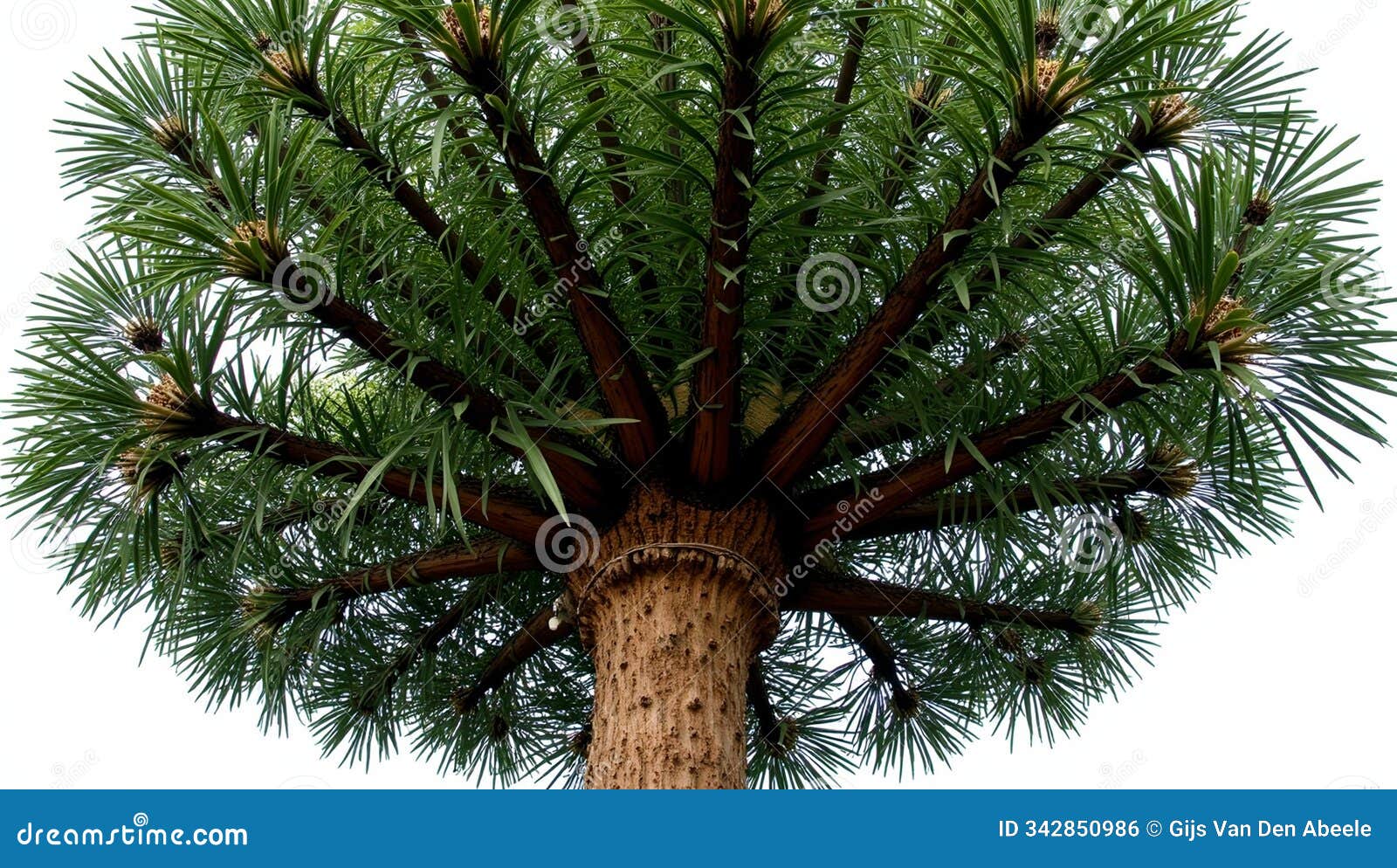 Exotic Monkey Puzzle Tree with Spiral Sharp Leaves and Prickly Canopy ...