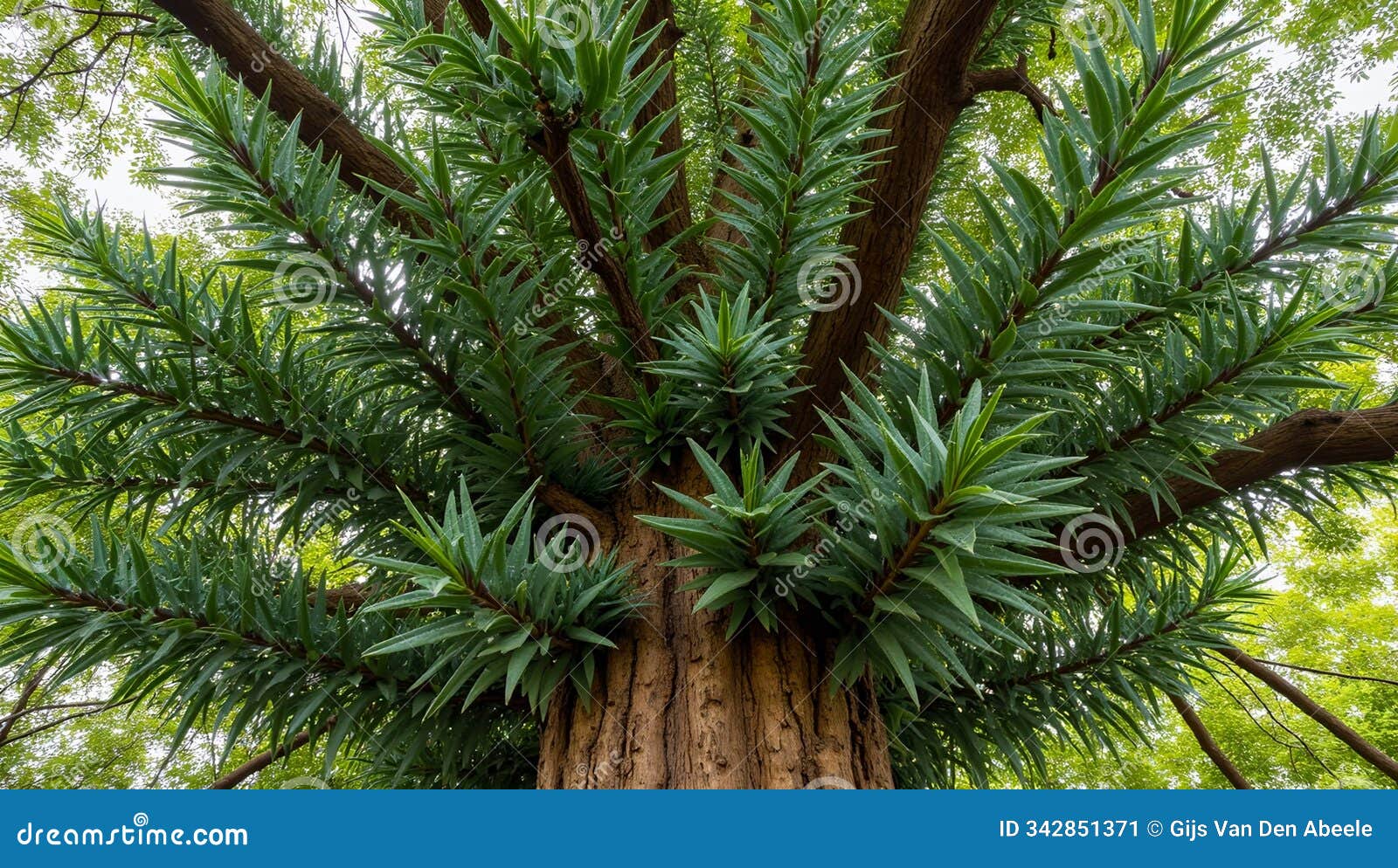 Monkey Puzzle Tree (Araucaria Araucana) (Colored Pencil) Royalty-Free ...