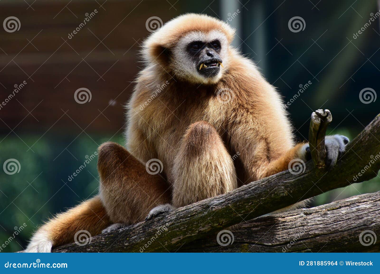 Exotic Monkey Sitting on a Tree Branch Stock Photo - Image of gaze ...