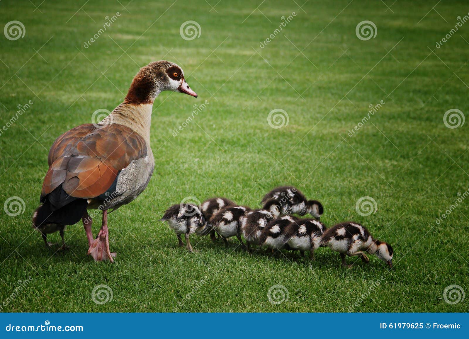 Exotic Mother Duck with Babies Stock Image - Image of green, field ...
