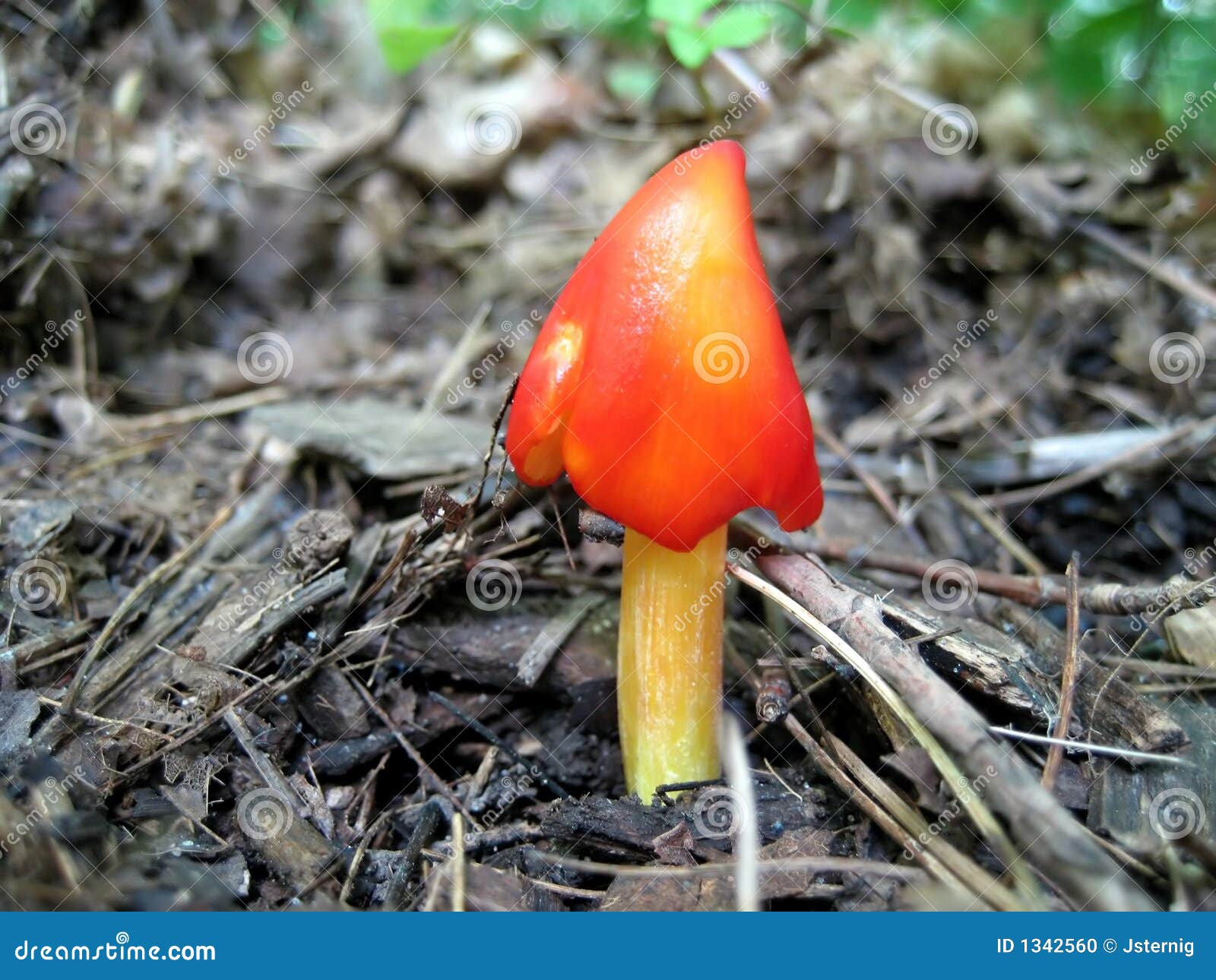 Exotic Mushroom stock photo. Image of forest, exotic, mold - 1342560