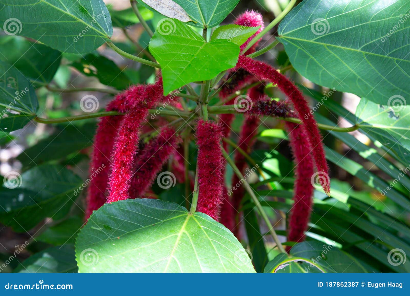 An Exotic Native Plant from the Island of Madagascar Stock Image ...