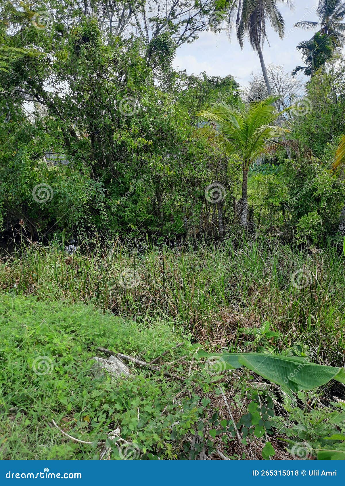 Exotic natural swamp stock photo. Image of plant, shrub - 265315018