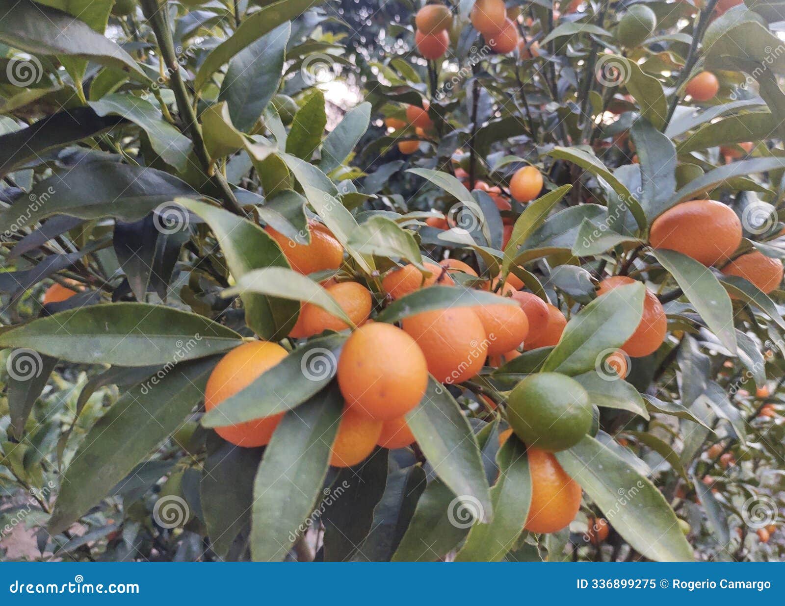 An Exotic orange stock image. Image of branch, fruta - 336899275
