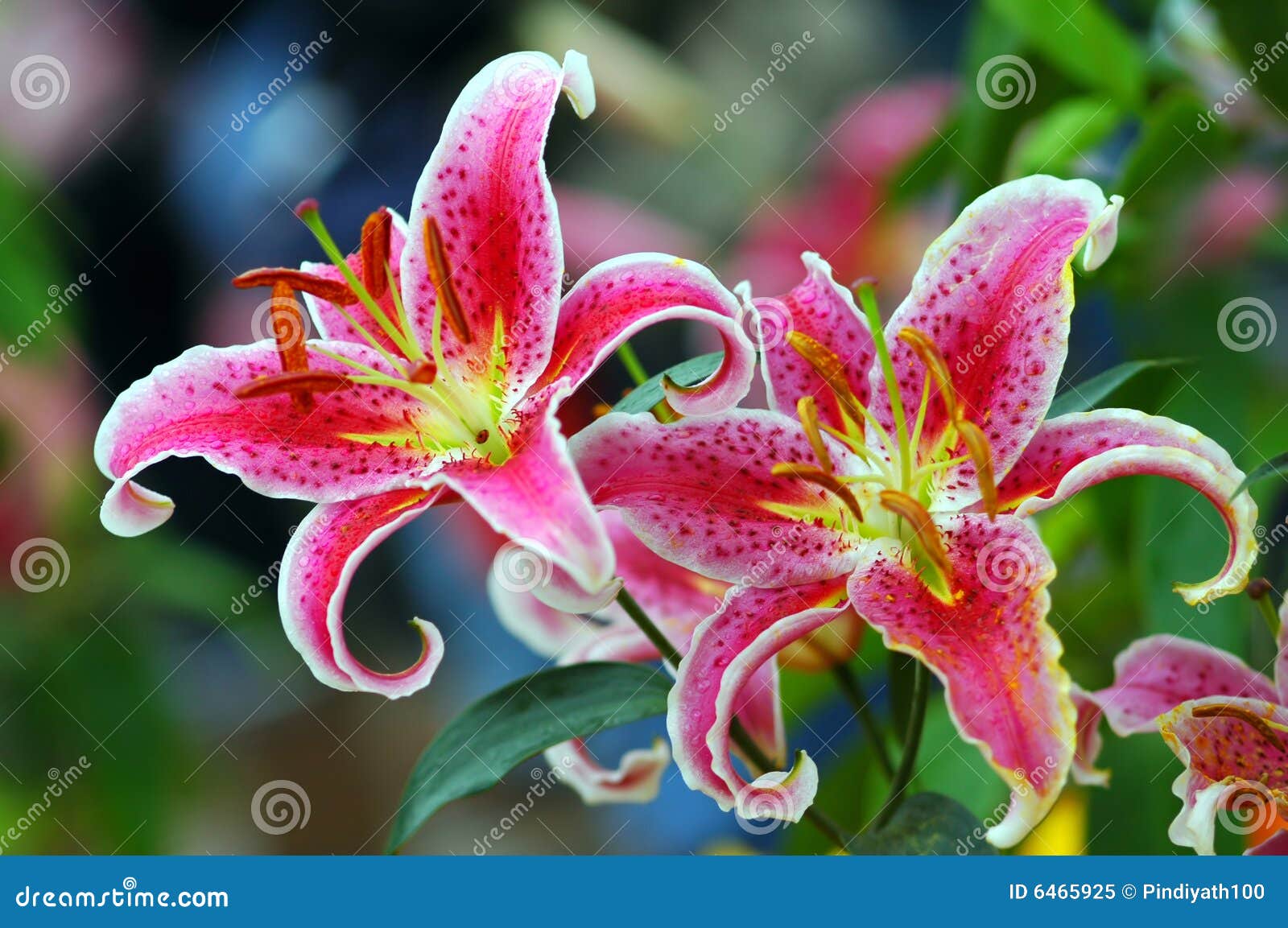 Exotic Oriental Lilies stock image. Image of autumn, blossom - 6465925