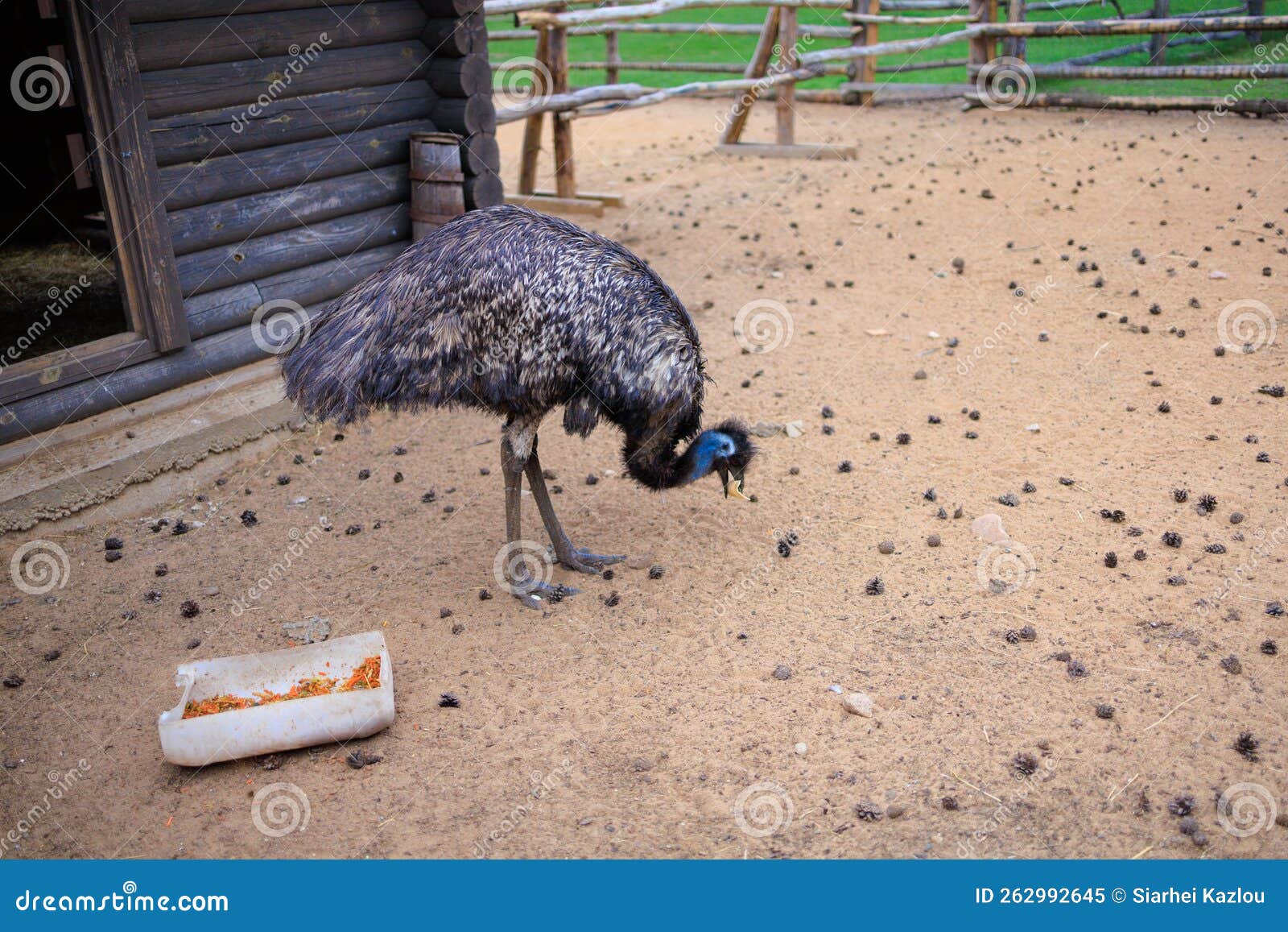 Exotic Ostrich Emo Bird on a Summer Day Stock Image - Image of birds ...