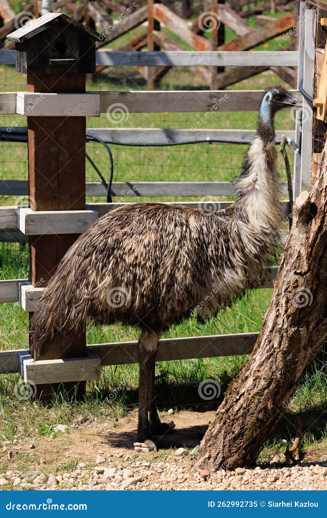 Exotic Ostrich Emo Bird on a Summer Day Stock Image - Image of breed ...