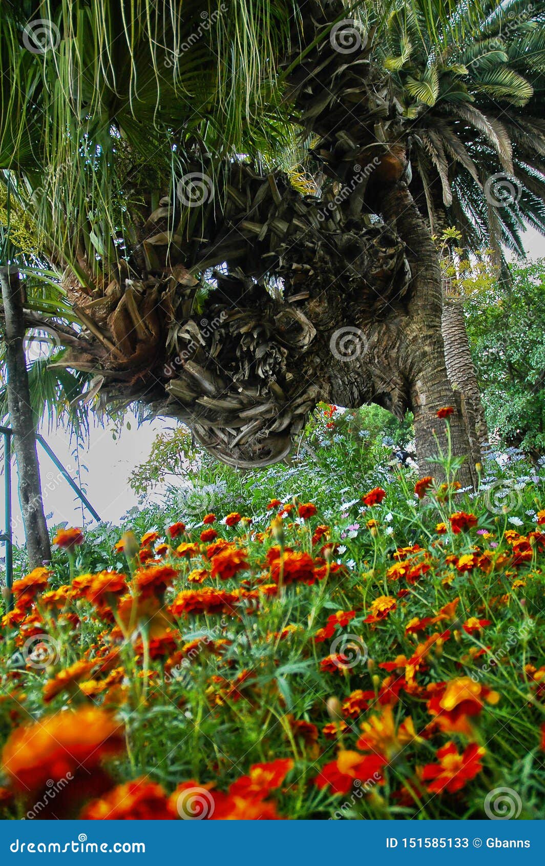 Exotic Palm Tree with Red Flowers Stock Image - Image of garden ...