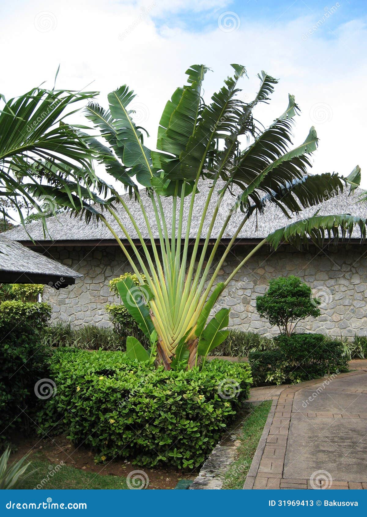 Exotic Palm Tree in Seychelles Stock Image - Image of grween, vacations ...