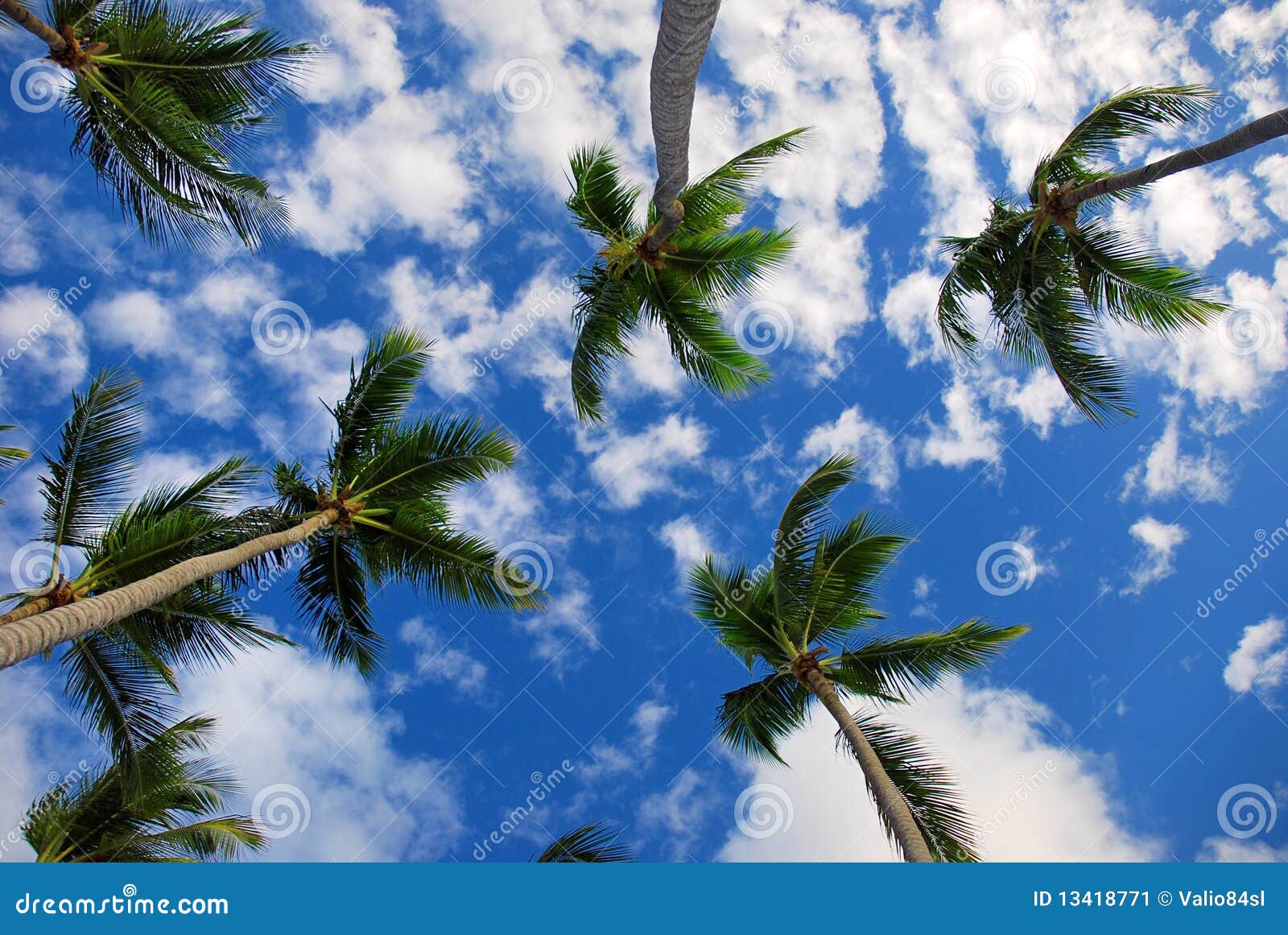 Exotic Palm Tree in the Sky Stock Image - Image of maldives, hawaii ...