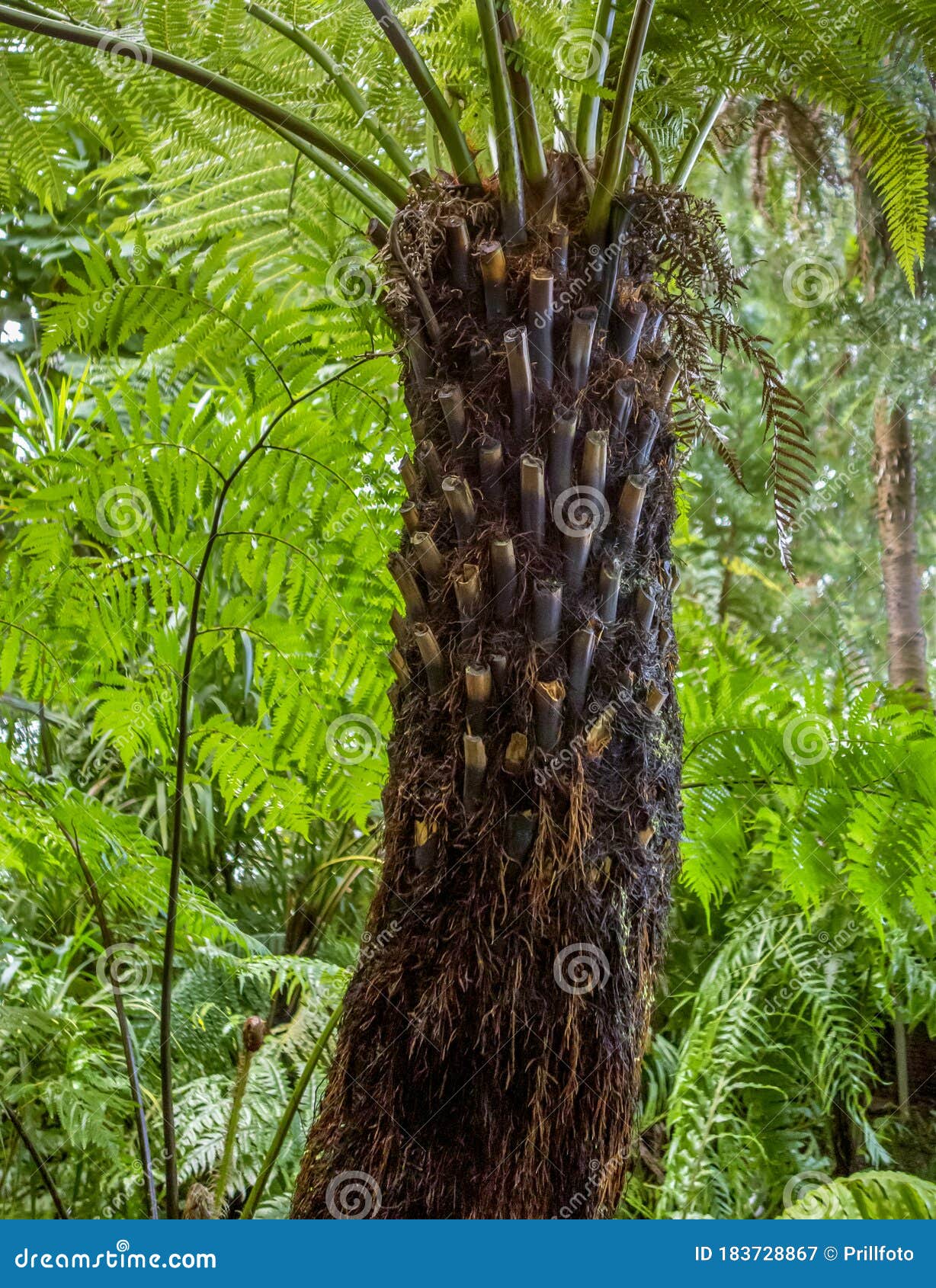 Exotic palm tree trunk stock image. Image of trunk, stem - 183728867