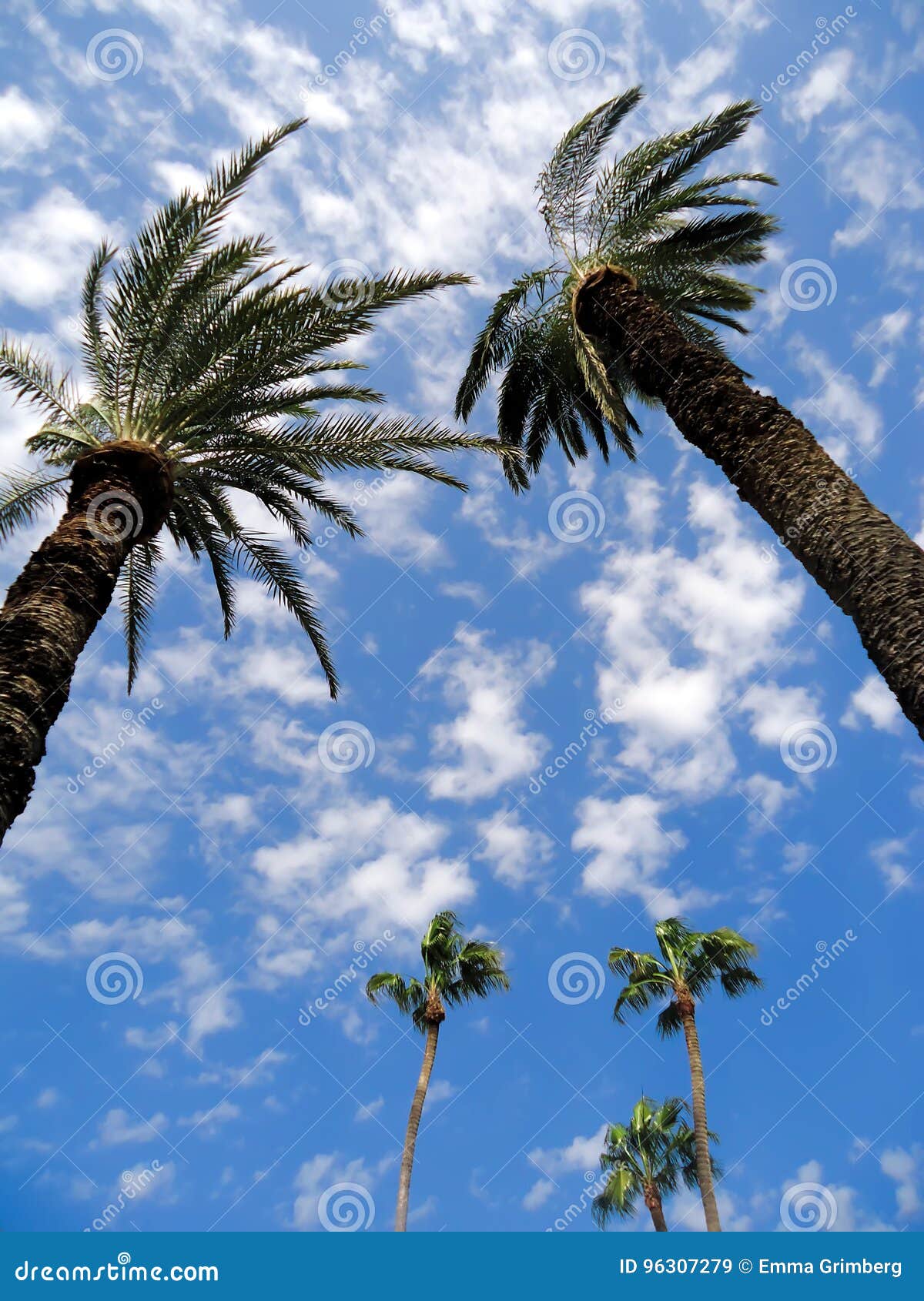 Exotic palm trees stock image. Image of scene, bright - 96307279