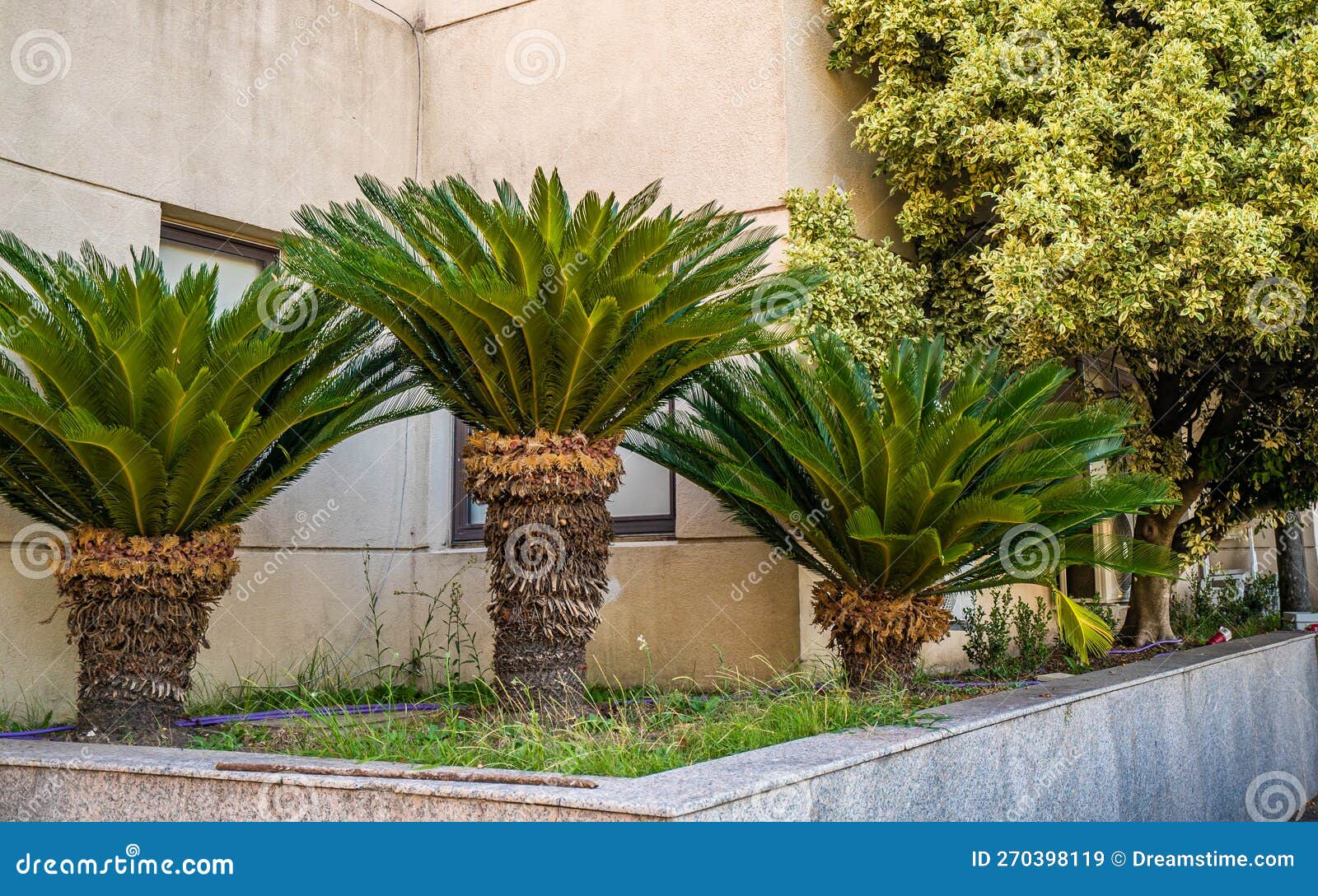 Exotic Palm Trees Near the House Stock Image - Image of garden, flora ...