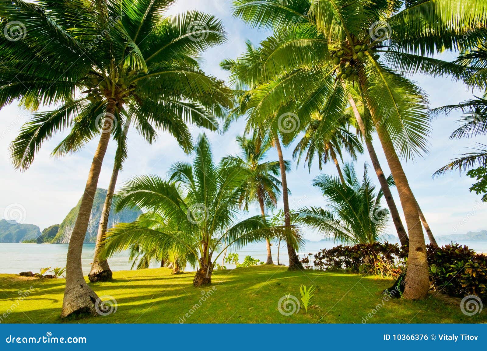 Exotic Palms, Anahaw Saribus Rotundifolius Or Fan Palm With Fruit ...