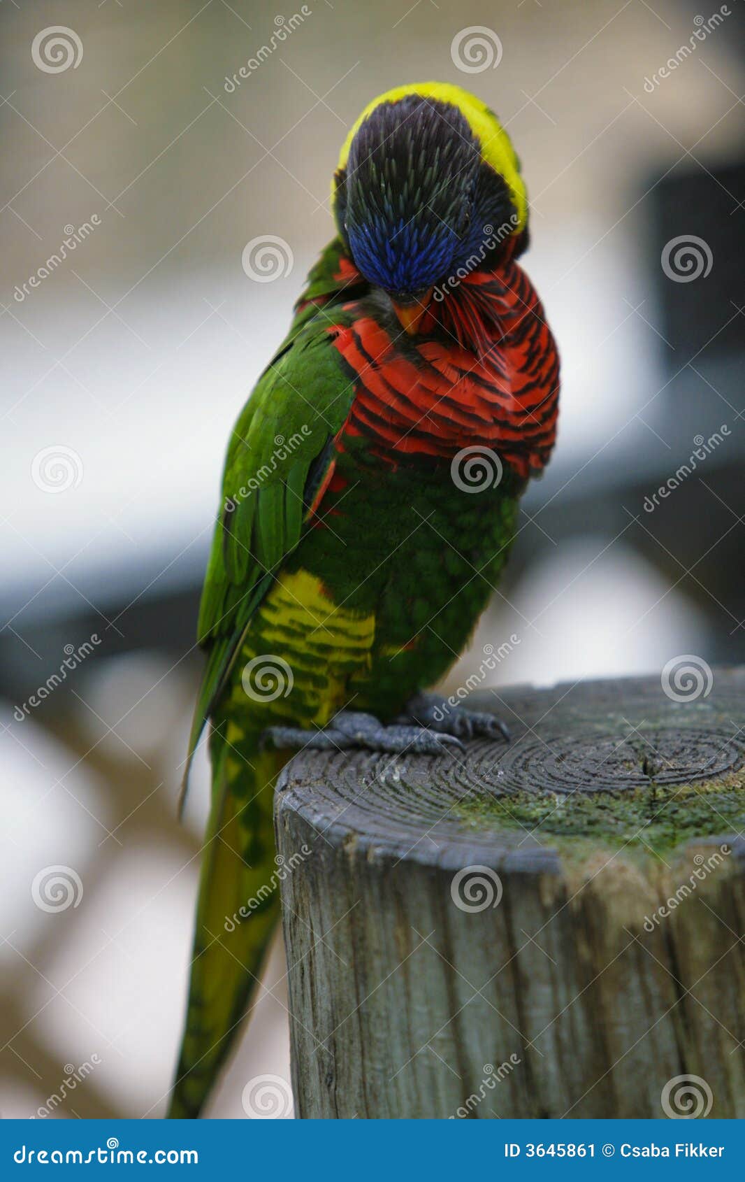 Exotic Parrot stock image. Image of exotic, colorfull - 3645861