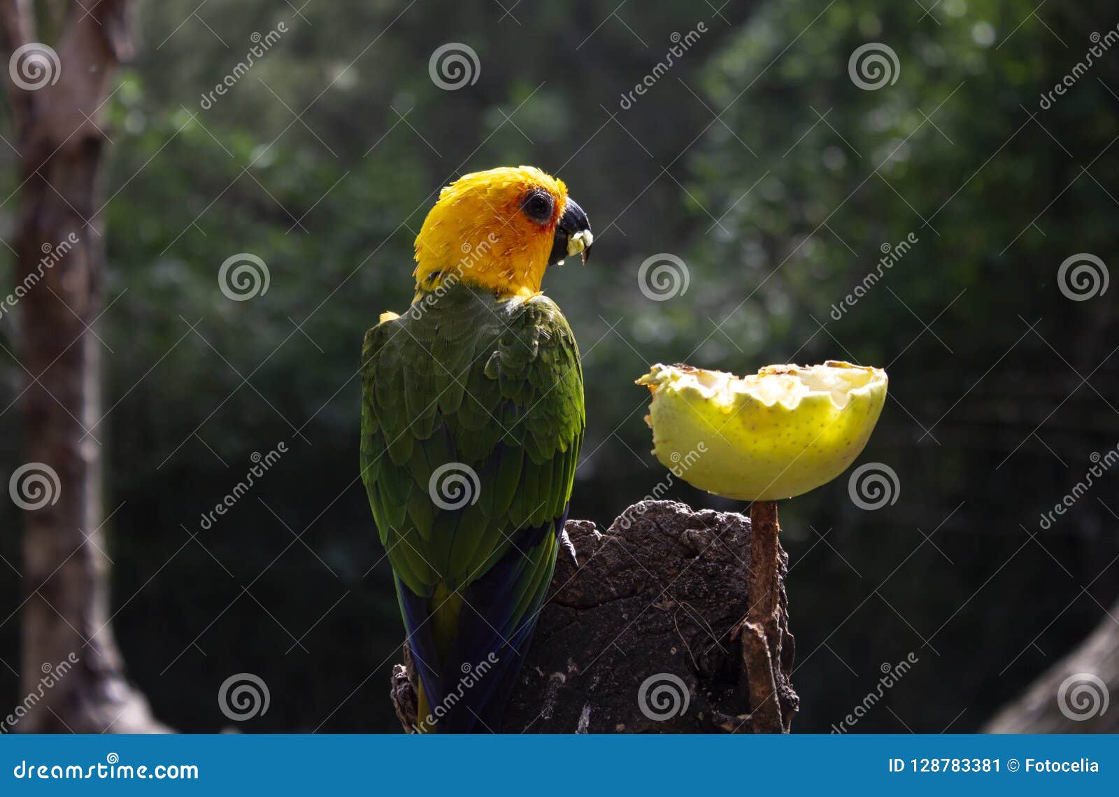 Exotic parrot bird stock image. Image of branch, natural - 128783381