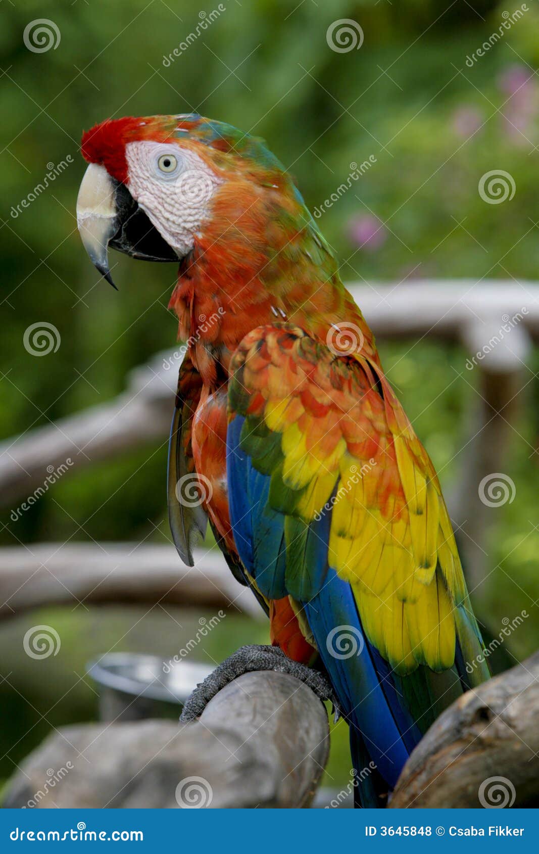 Exotic Parrot - Macaw stock photo. Image of parots, colorfull - 3645848