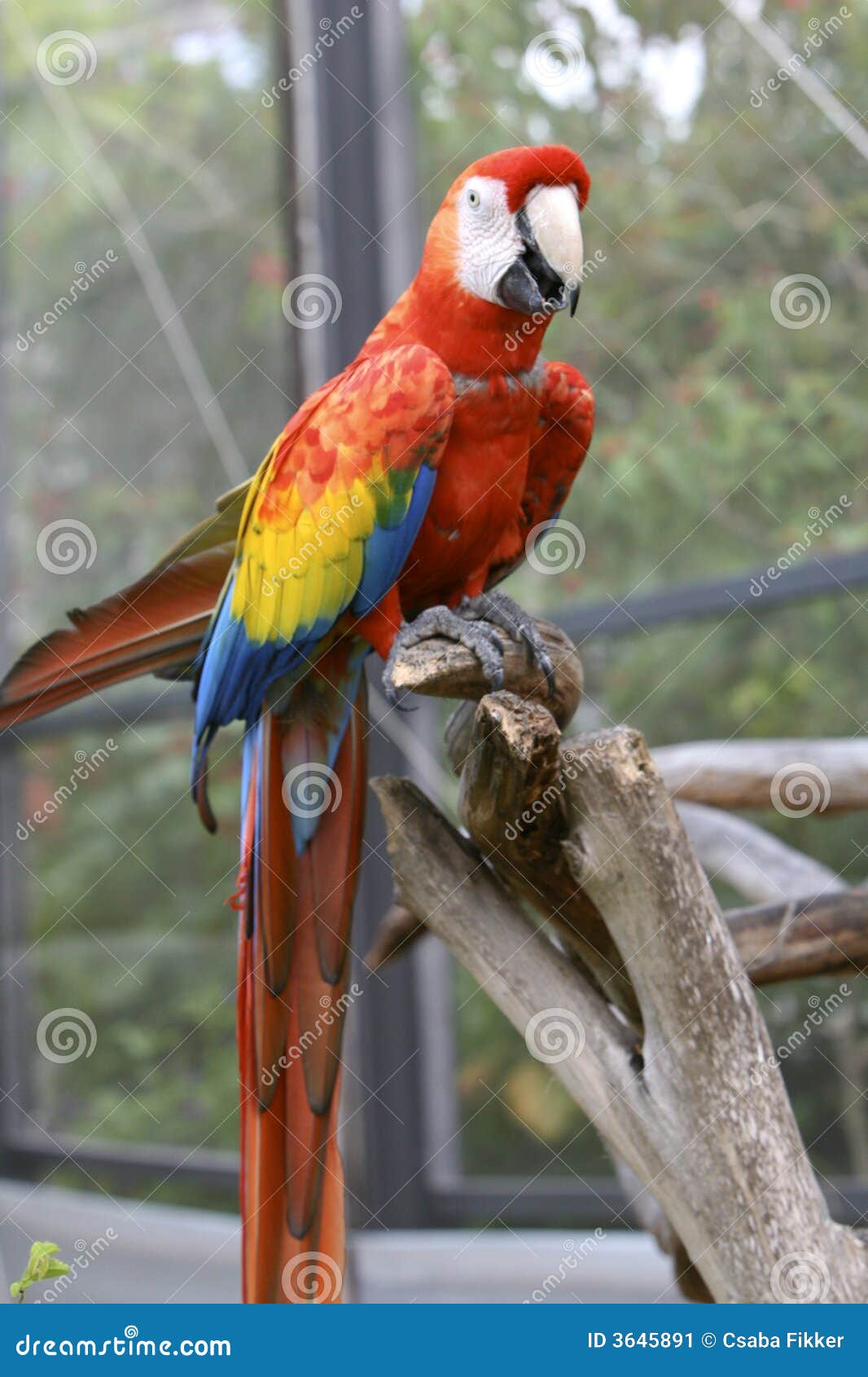 Exotic Parrot - Macaw stock image. Image of perico, feather - 3645891