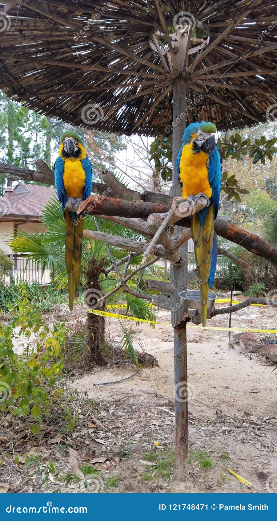 Exotic Parrot stock image. Image of parrot, parrots - 121748471