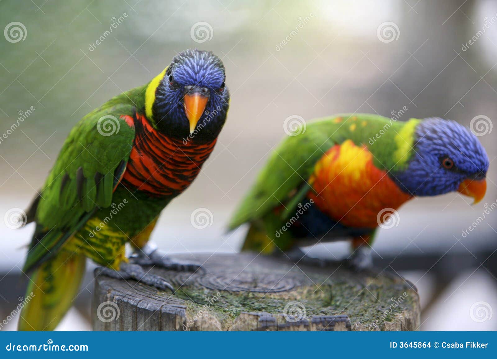 Exotic Parrots stock photo. Image of jungle, parot, parots - 3645864