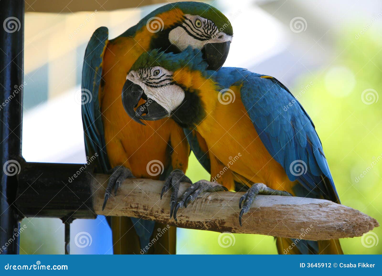Exotic Parrots stock photo. Image of parrot, colorfull - 3645912