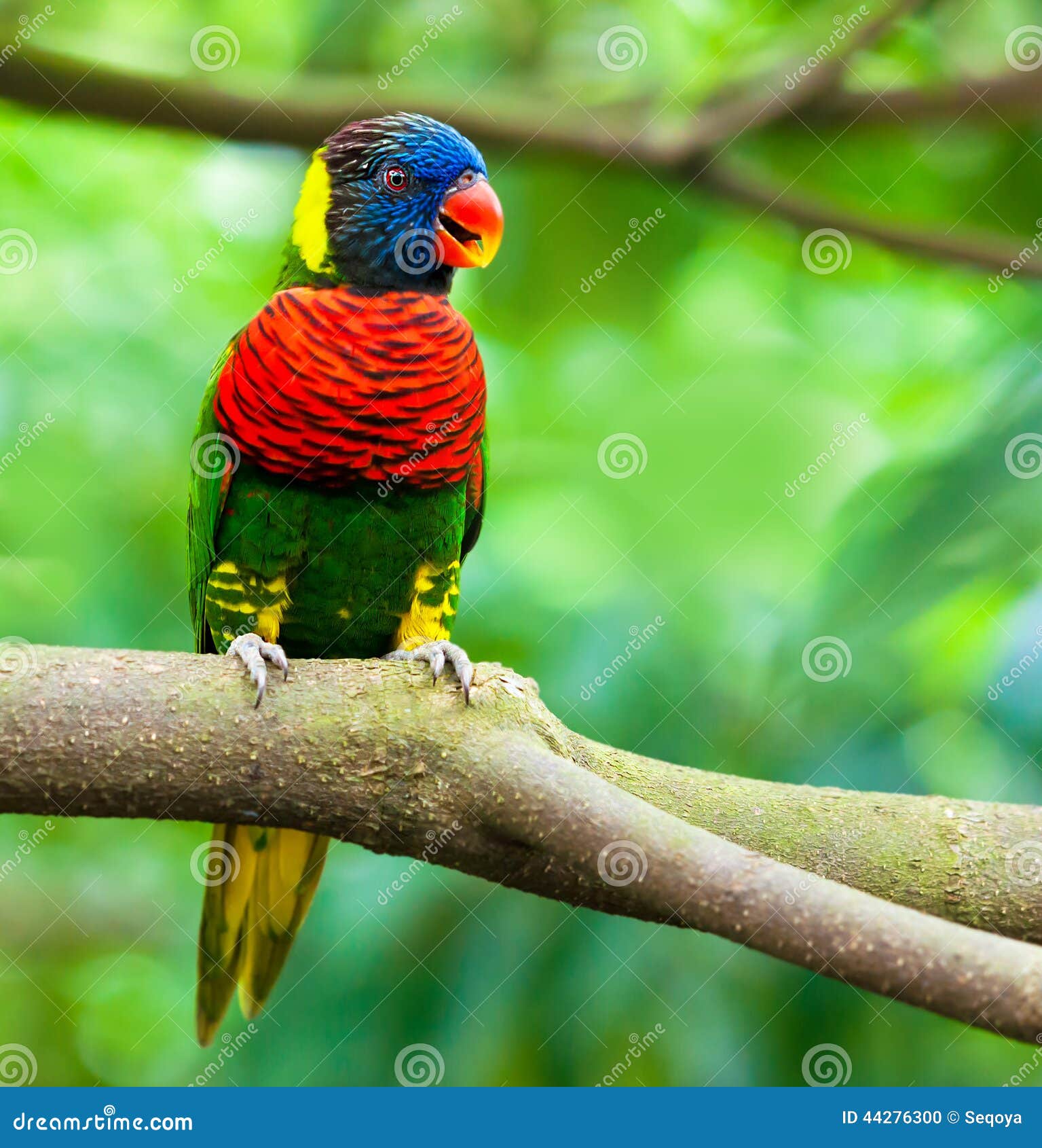 Exotic parrots stock photo. Image of wildlife, jungle - 44276300