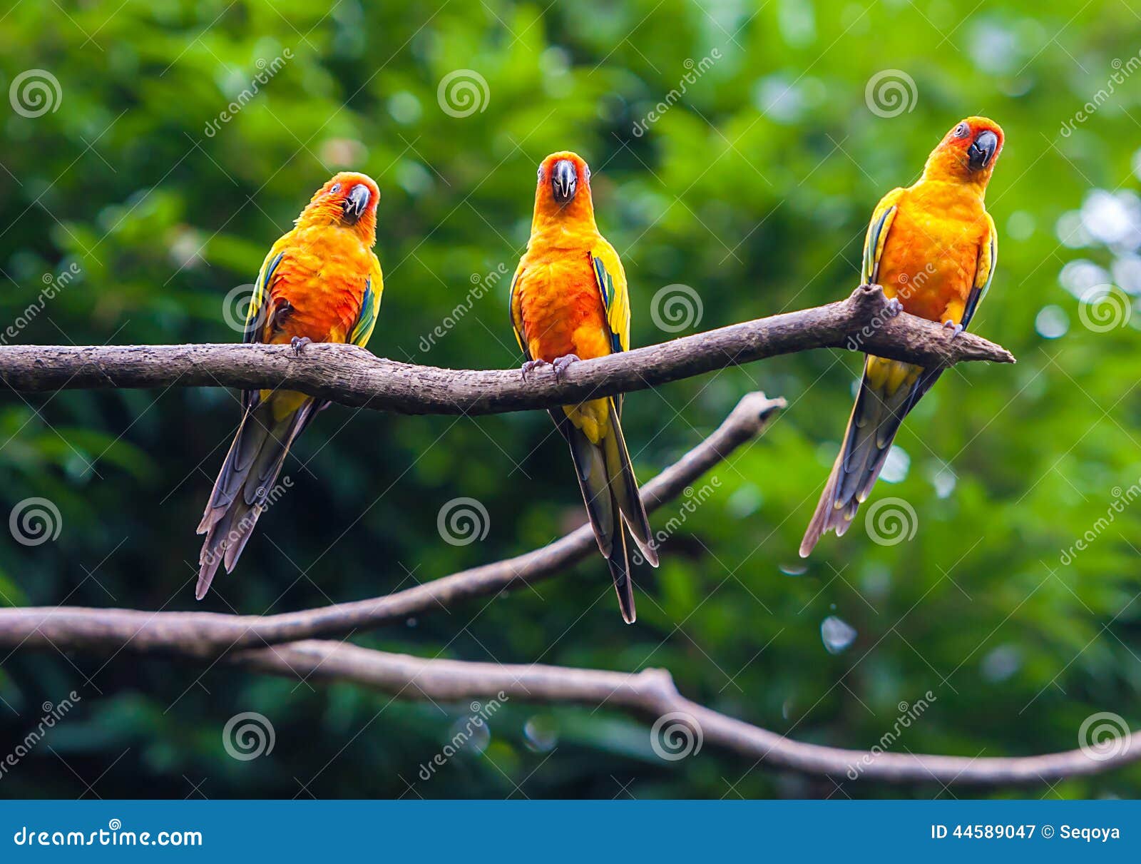 Exotic parrots stock image. Image of animal, green, natural - 44589047