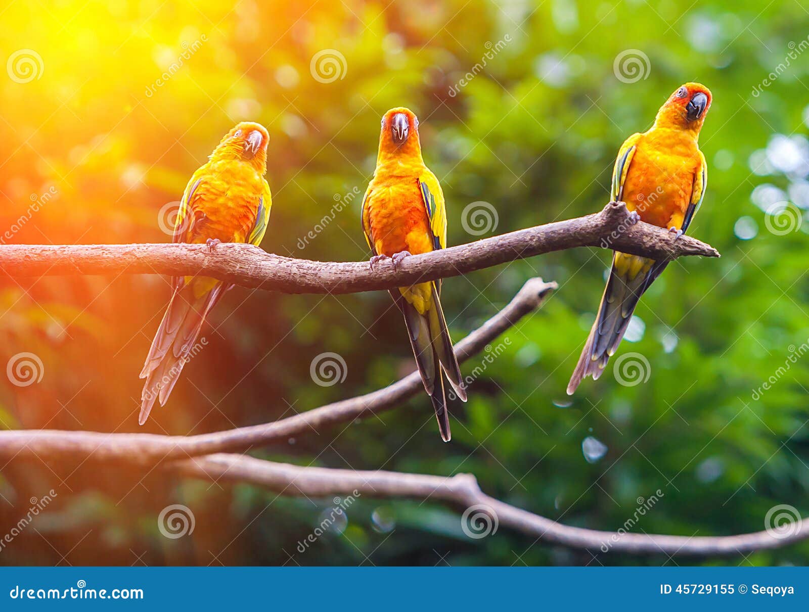 Exotic parrots stock image. Image of color, macaw, toucan - 45729155