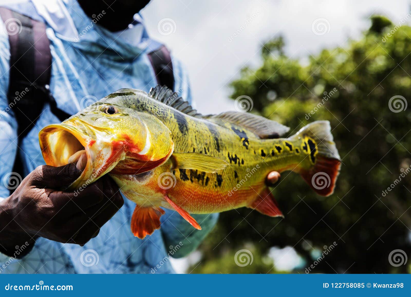 Exotic peacock Bass stock image. Image of releasing - 122758085